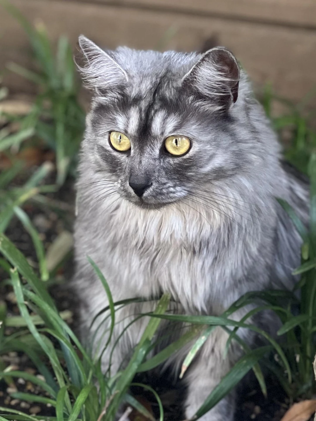 My beautiful Raven | Scrolller