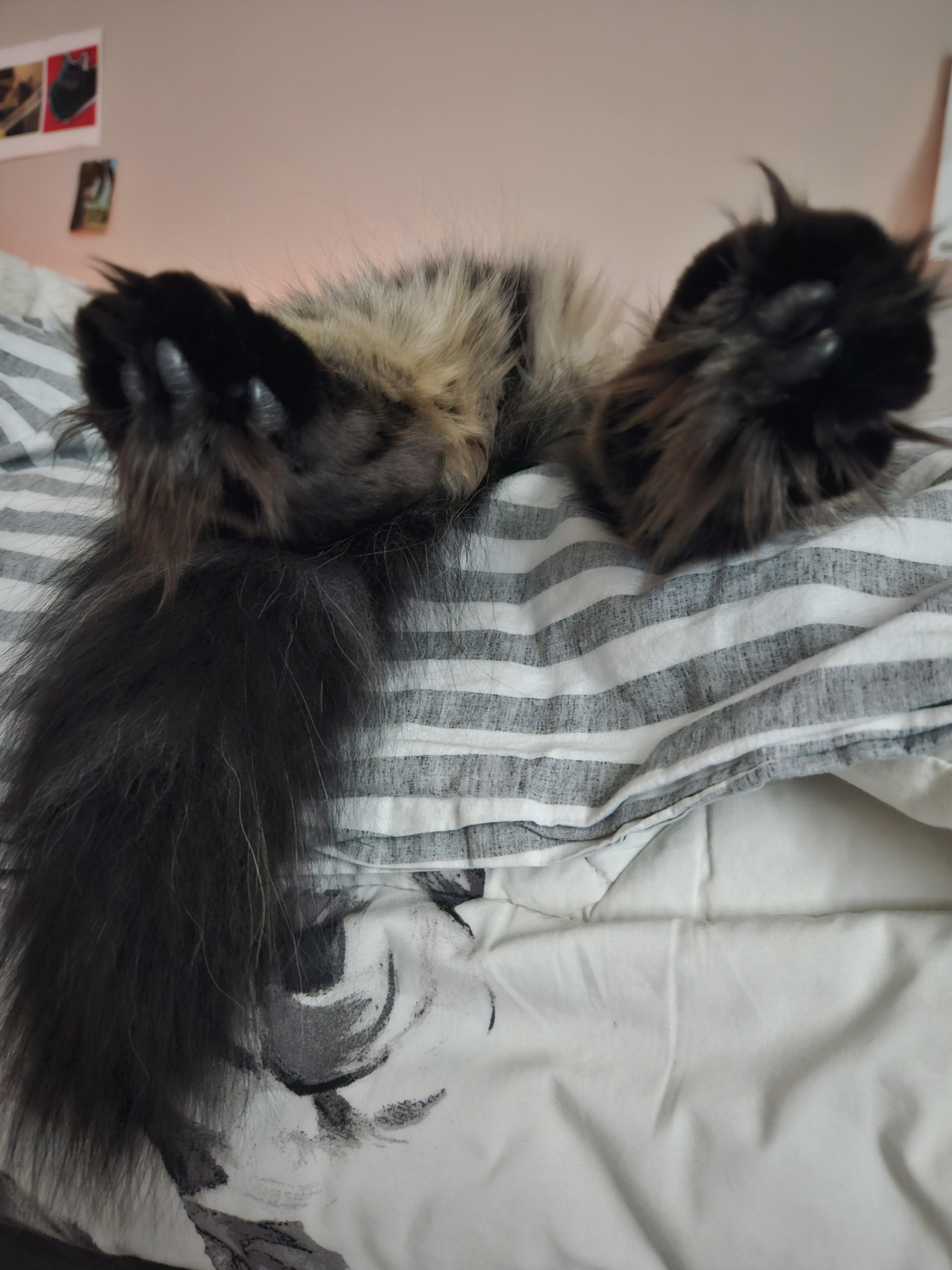 My Cat's Floofy Feet | Scrolller