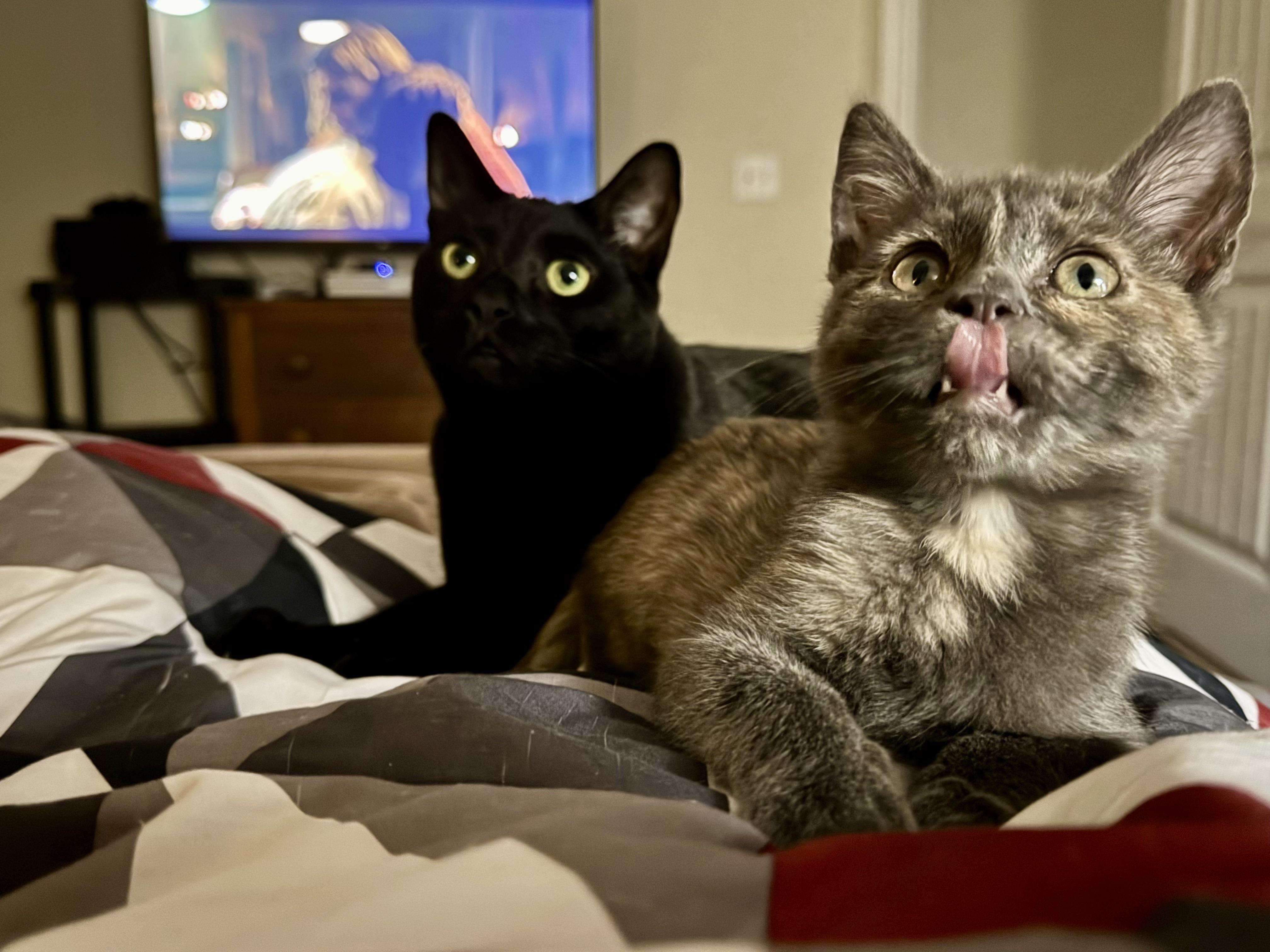 My Sweet Tortie Holly with her Void brother Gus Gus. (OC) | Scrolller