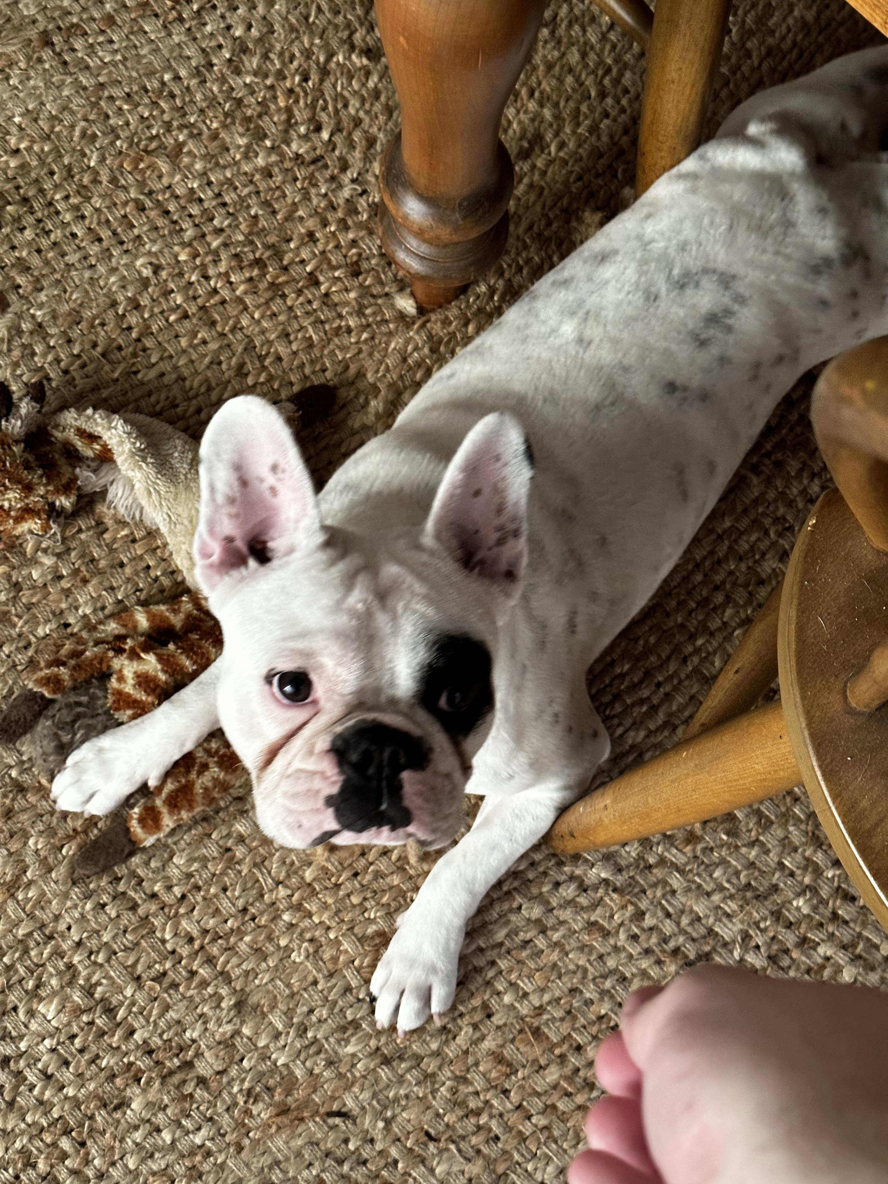 Best Friends Deaf boy named Ralph 🥹 | Scrolller