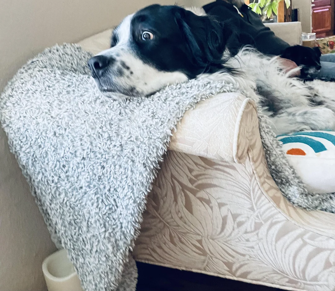 My Great Pyr Newfie sharing into the abyss?! | Scrolller