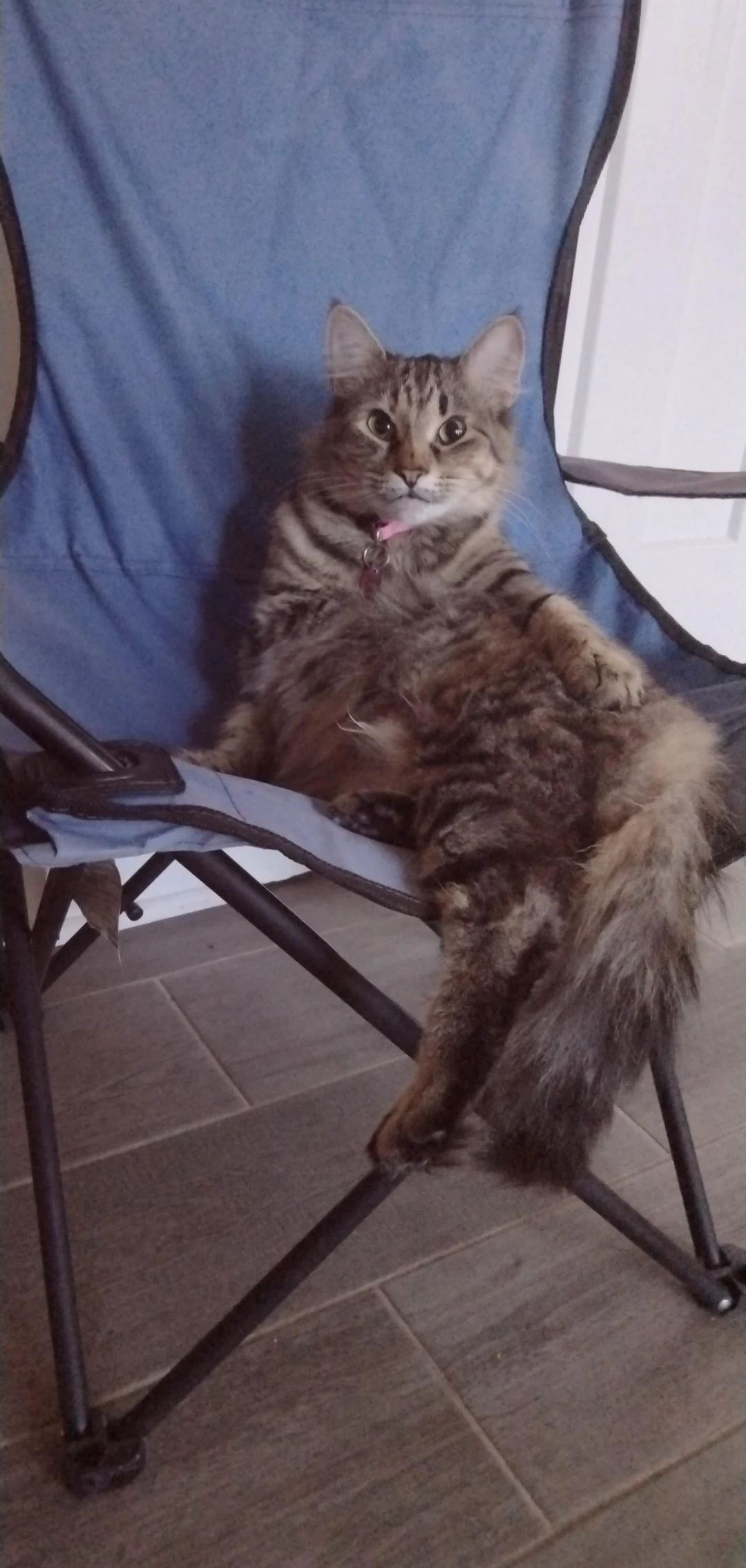 Discover more like Floof: Surprised floof and Related Content | Scrolller