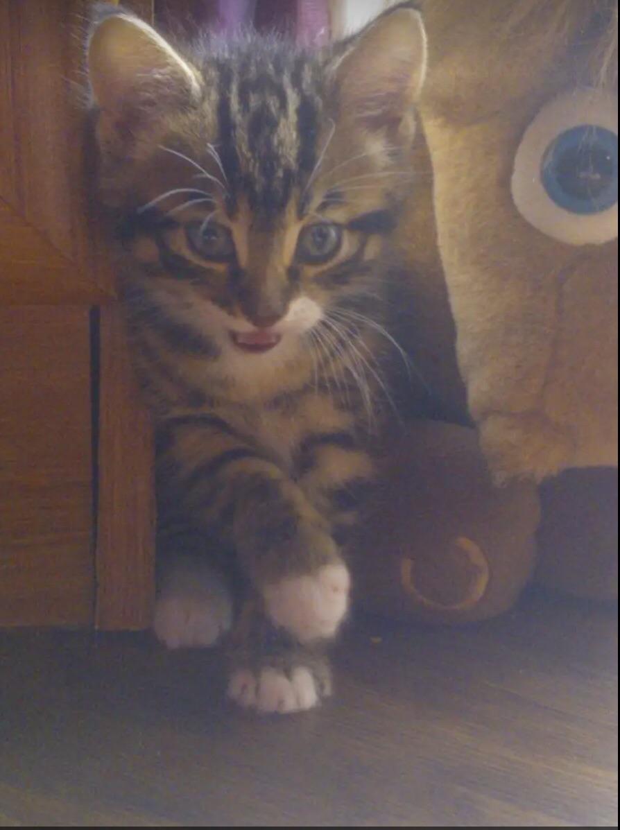 Just some photos of my Kittens from 8 years ago | Scrolller
