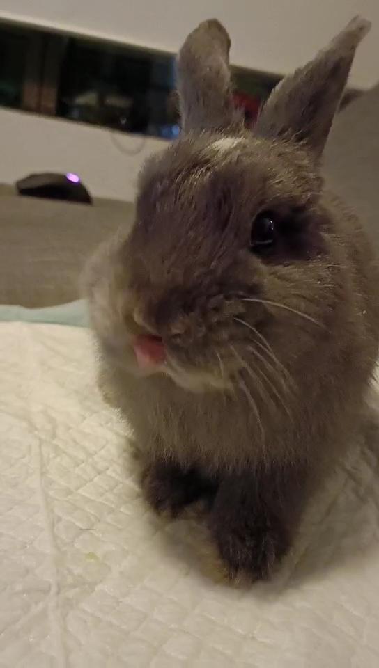 I captured 3 mlems. The little tongue is so cute! 😋 | Scrolller