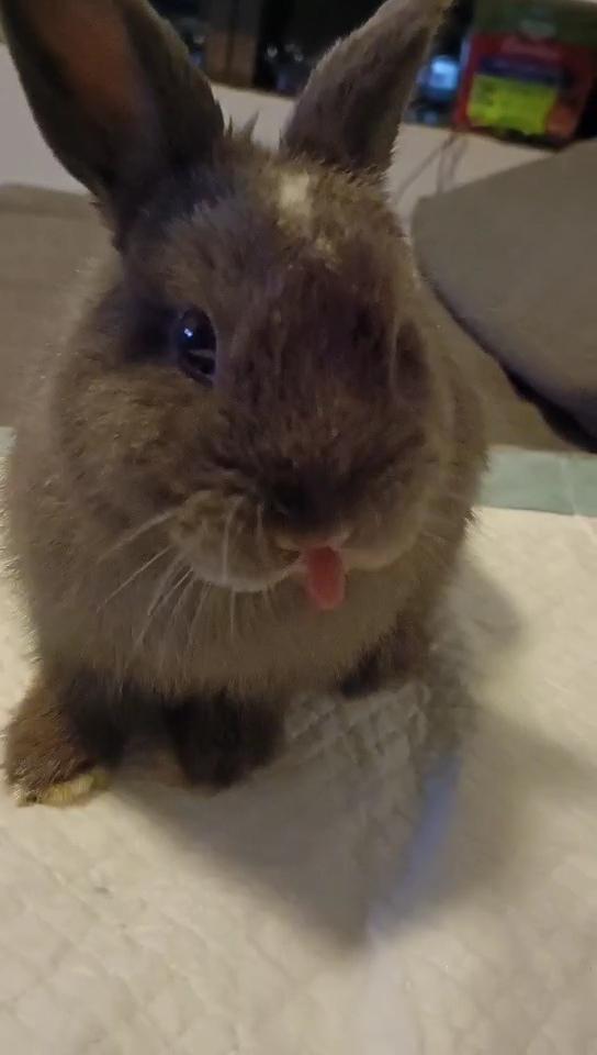 I captured 3 mlems. The little tongue is so cute! 😋 | Scrolller