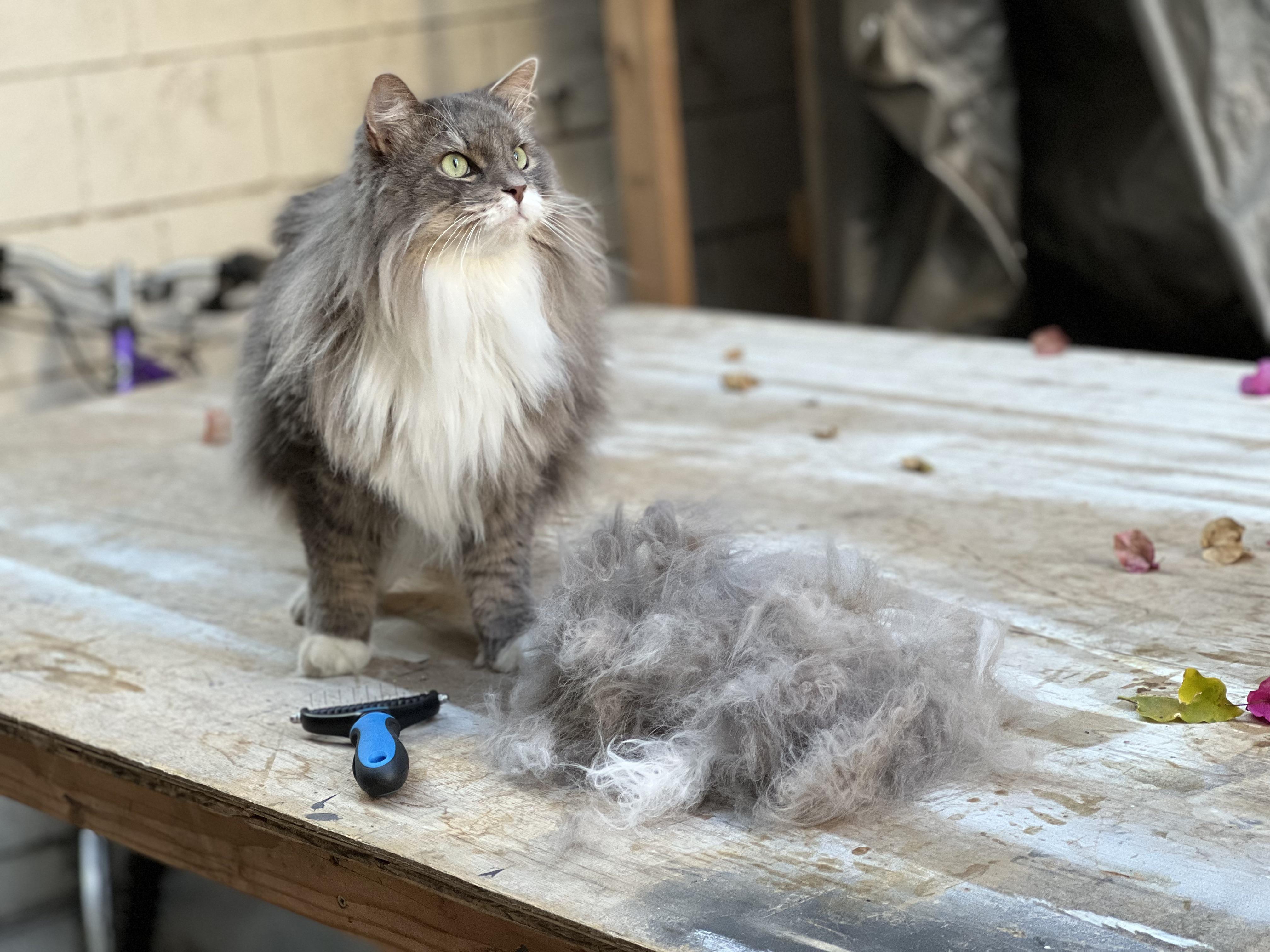 All of this fur, and Eames somehow looks more fluffy post brush. | Scrolller