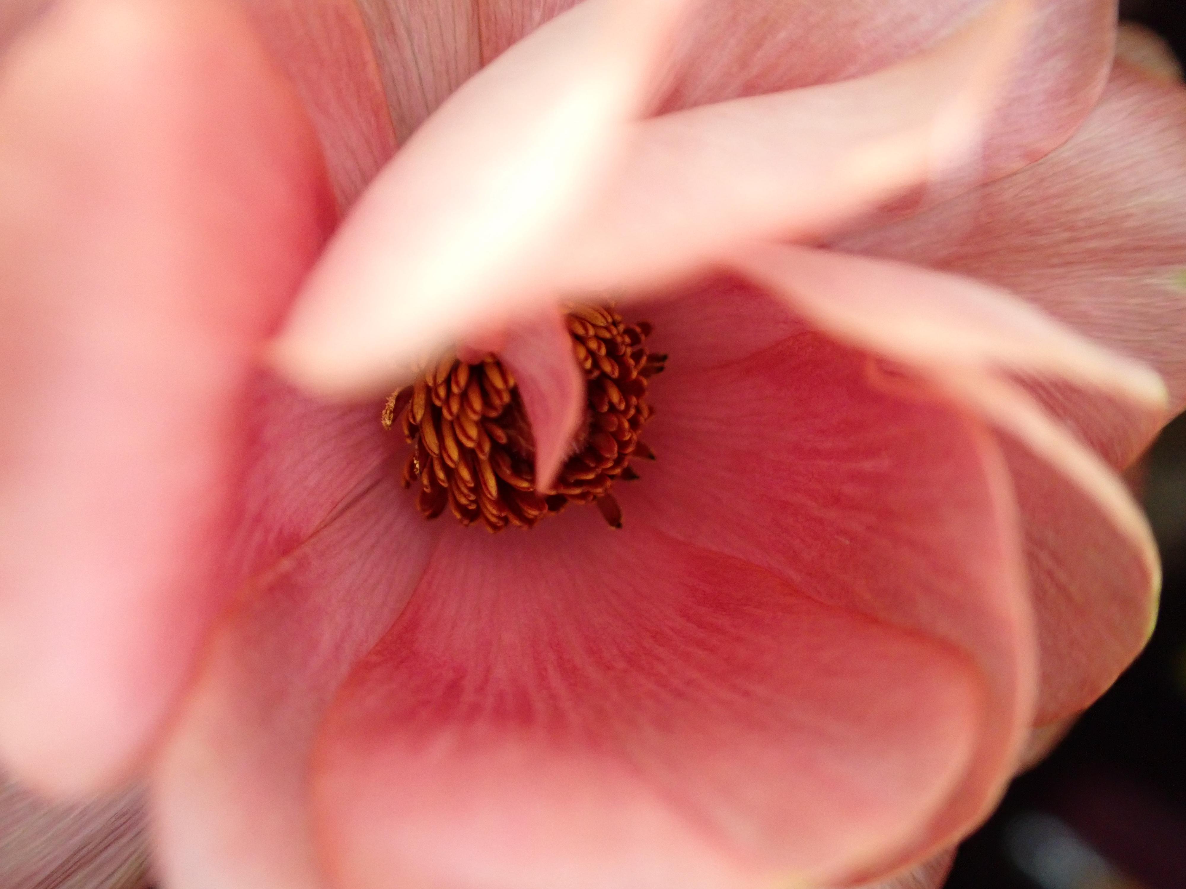 A few macro pictures | Scrolller