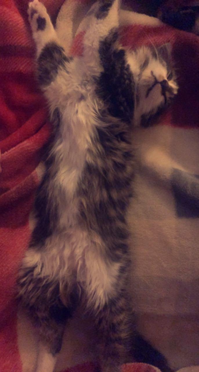 Goose over the last two years (OC) | Scrolller