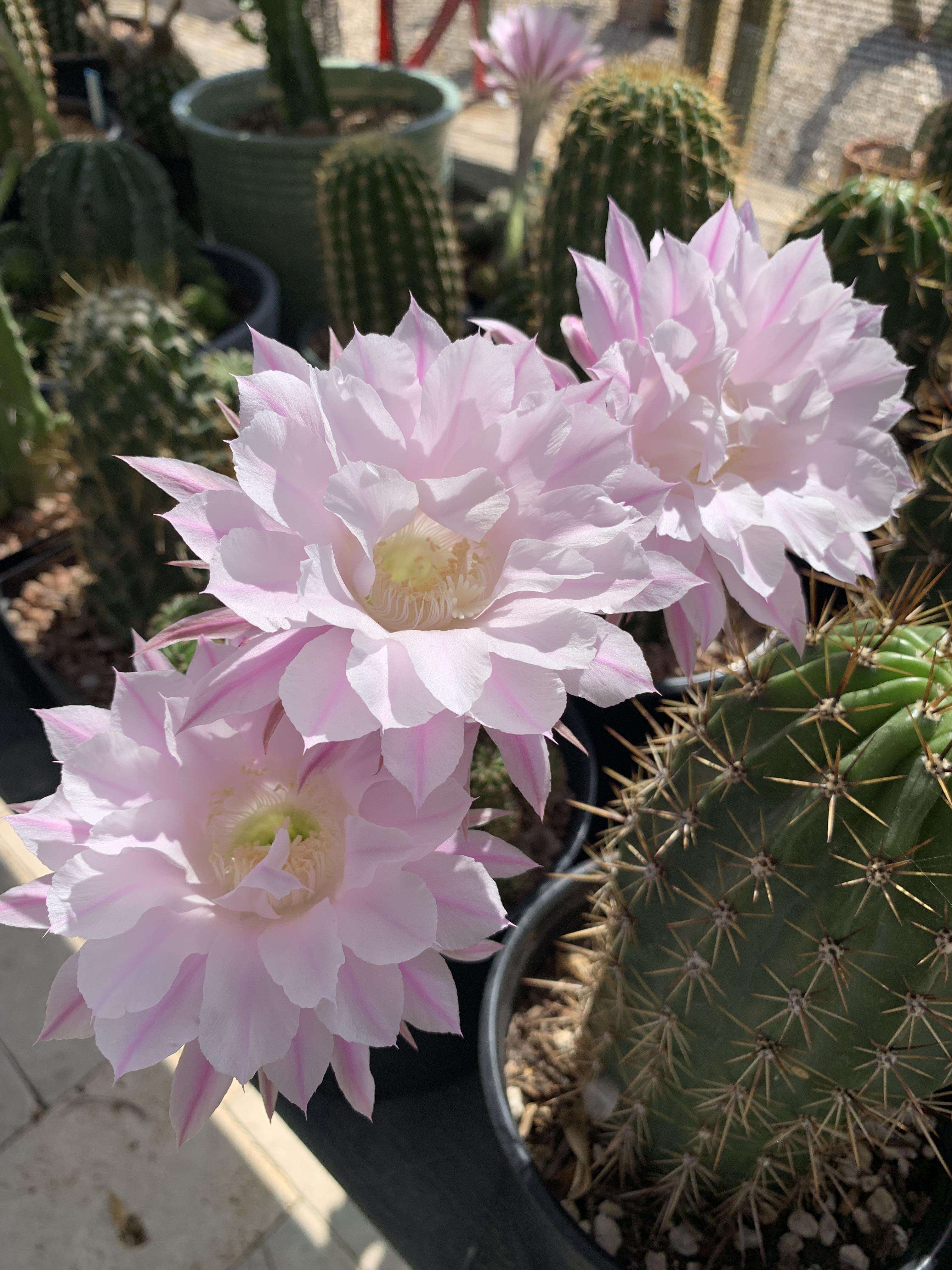 Morning blooms | Scrolller