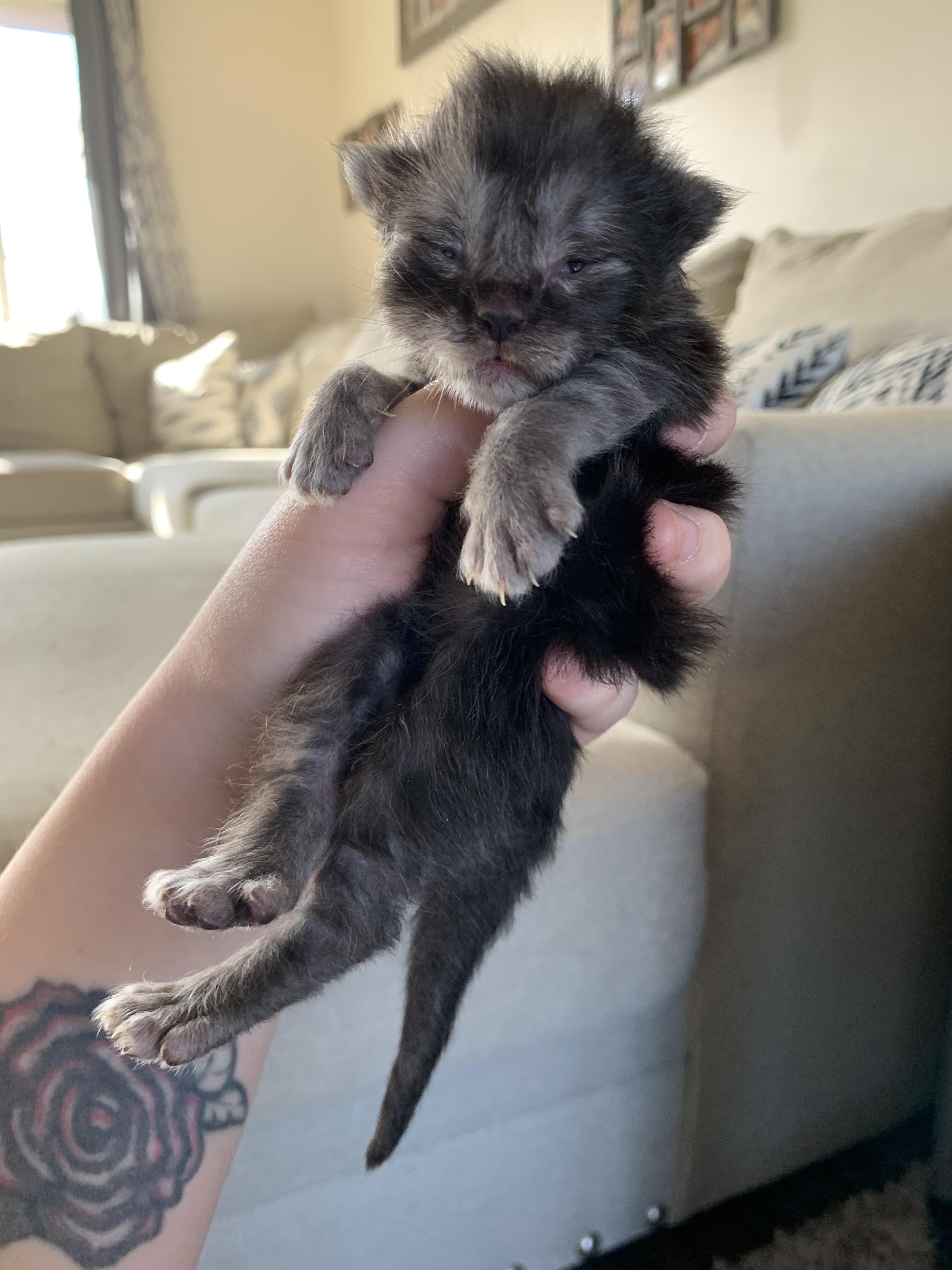 Tiny Grump | Scrolller