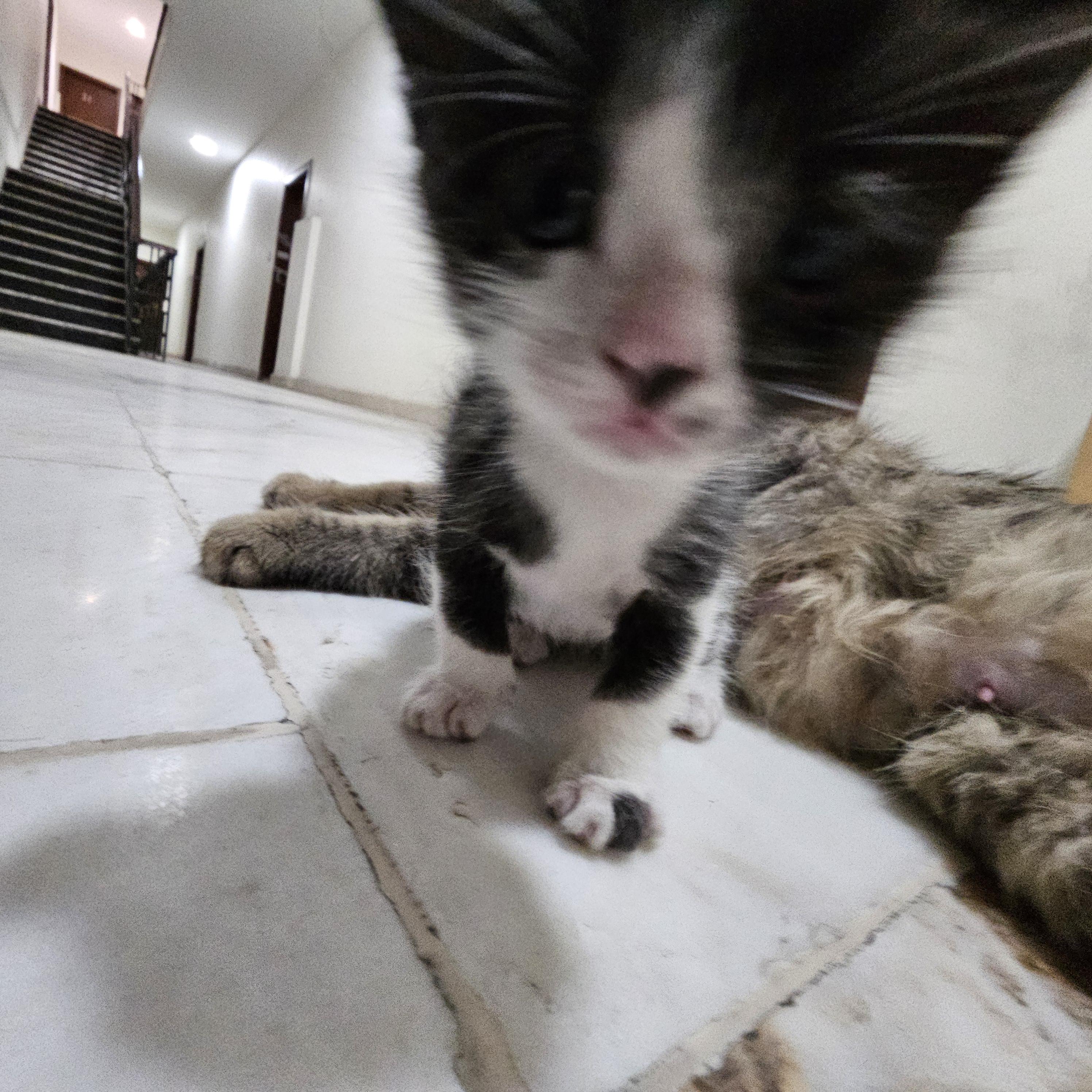 Valid Tux ? | Scrolller