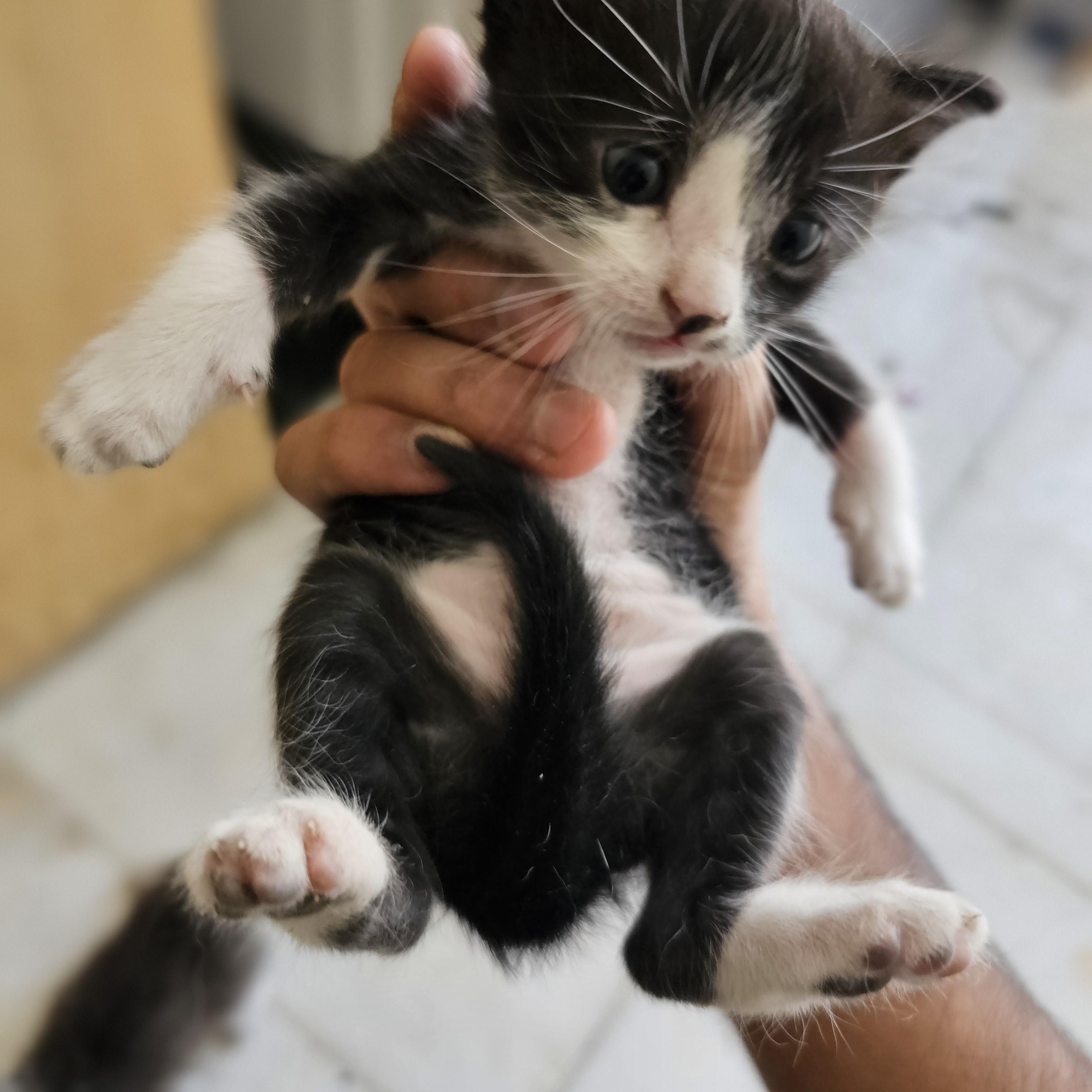 Valid Tux ? | Scrolller