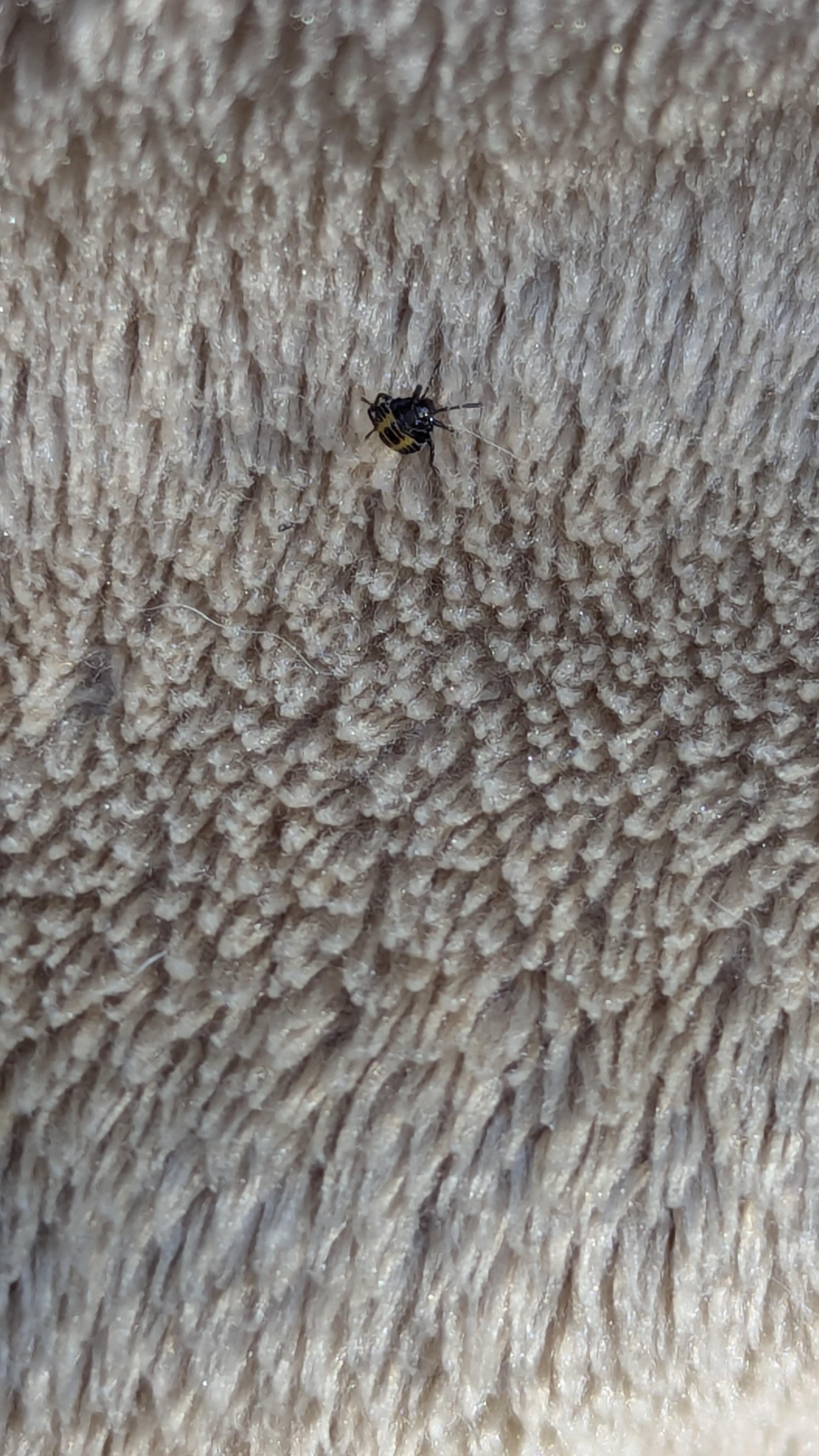 Tiny yellow and black beetle | Scrolller