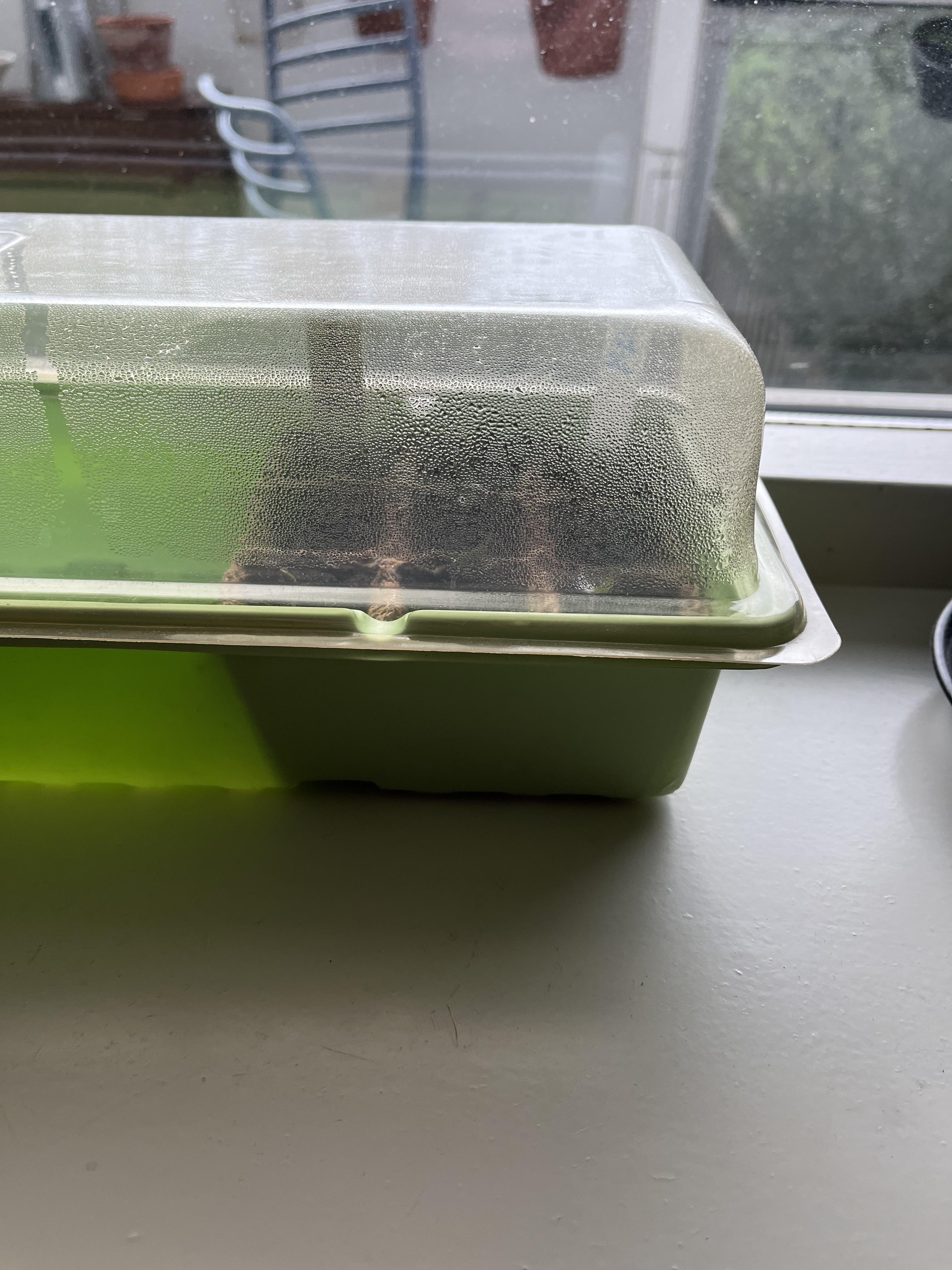 Chili seedlings: mold problem? | Scrolller