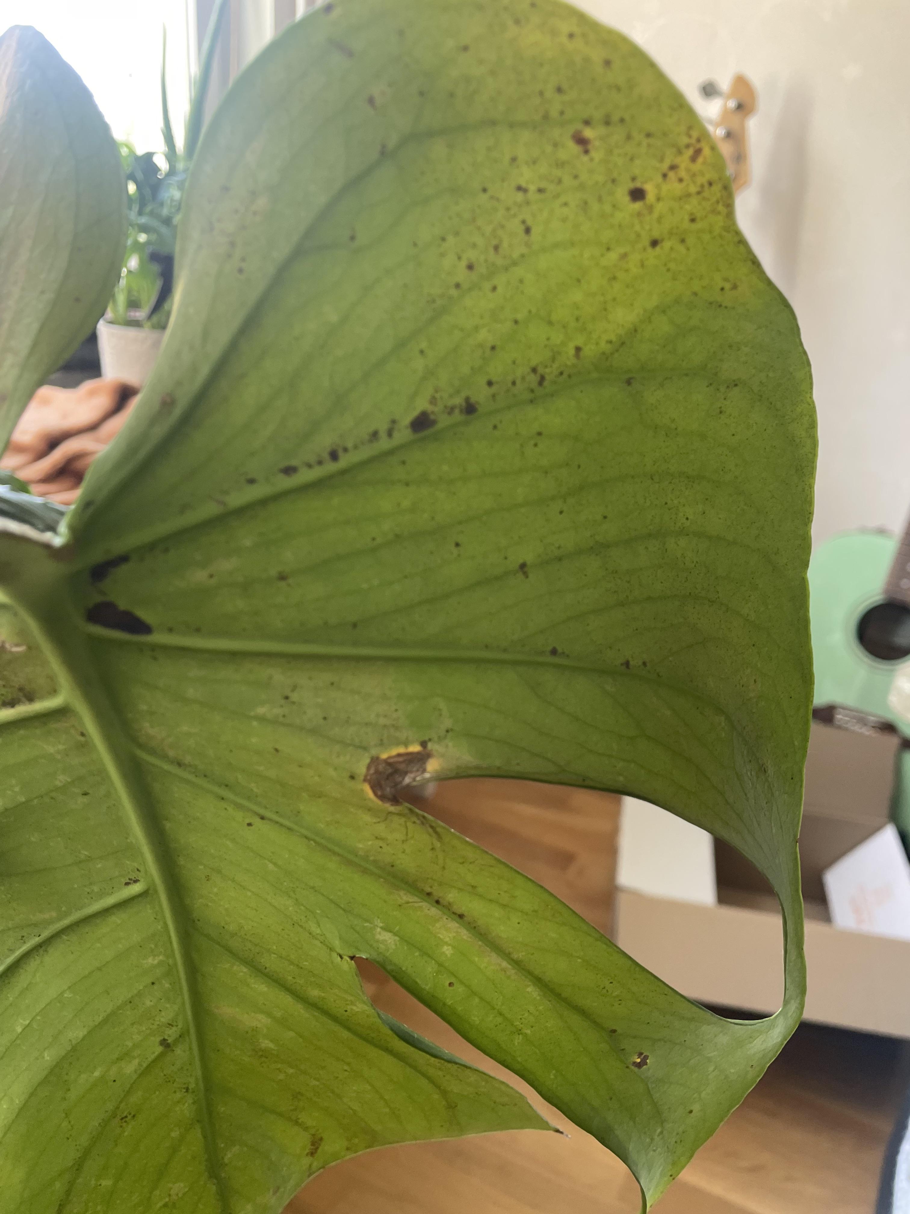 My monstera has suddenly started getting black spots? | Scrolller