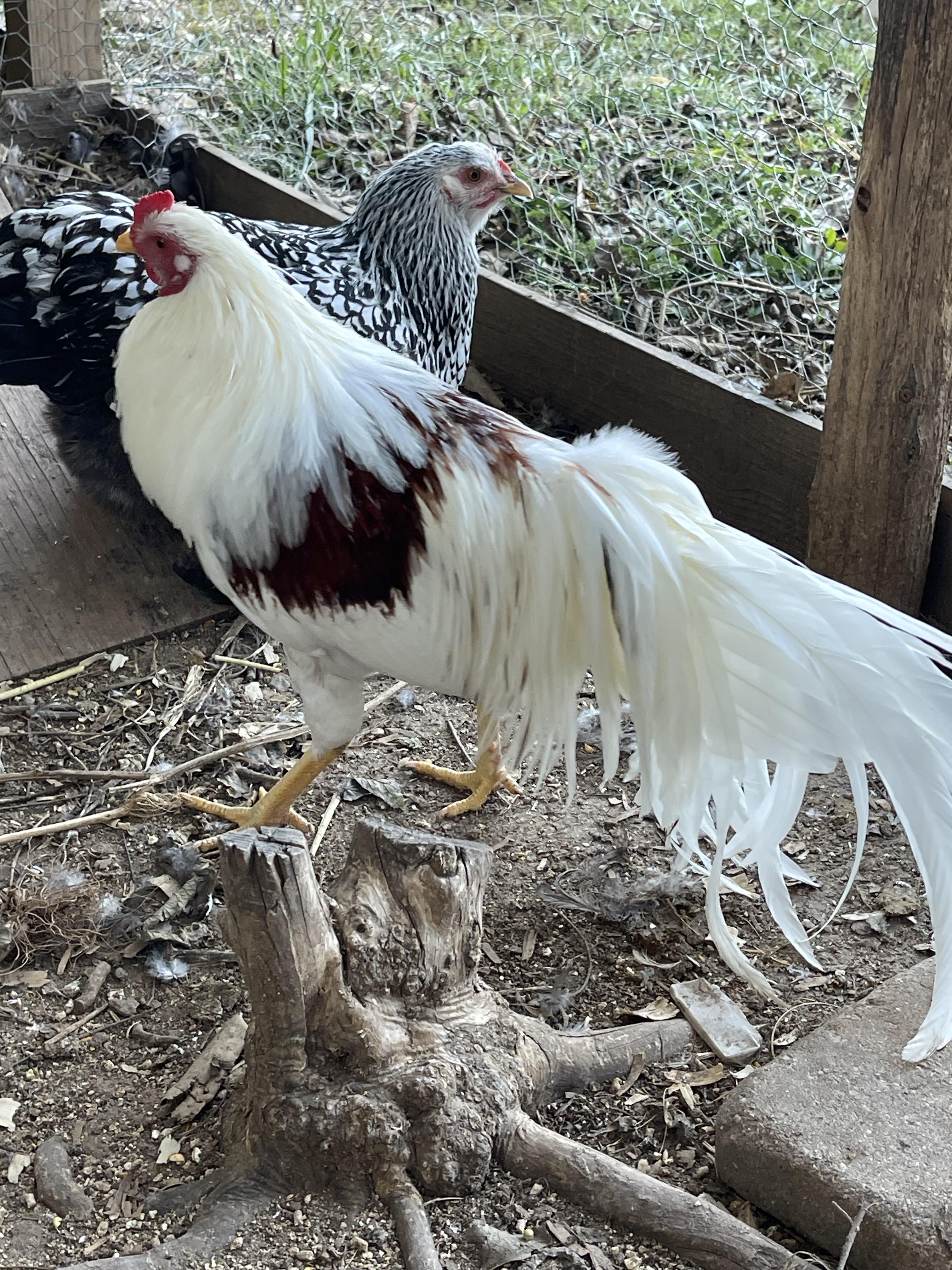 Breed ID | Scrolller