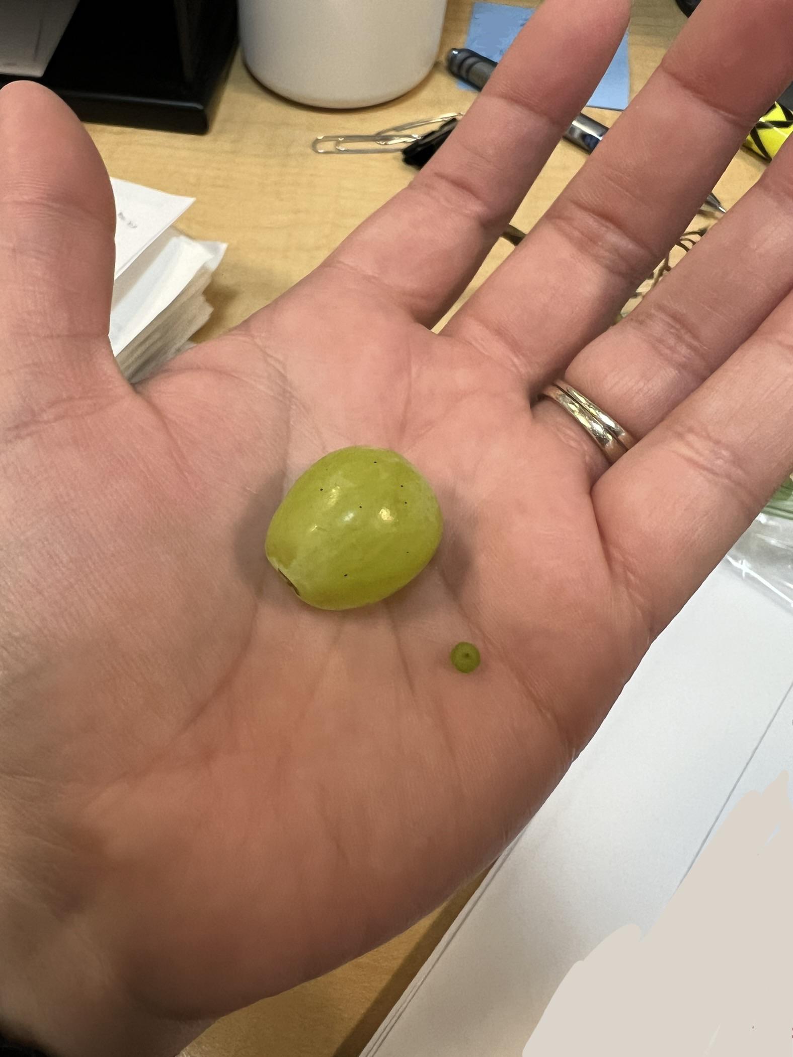 Tiny grape | Scrolller