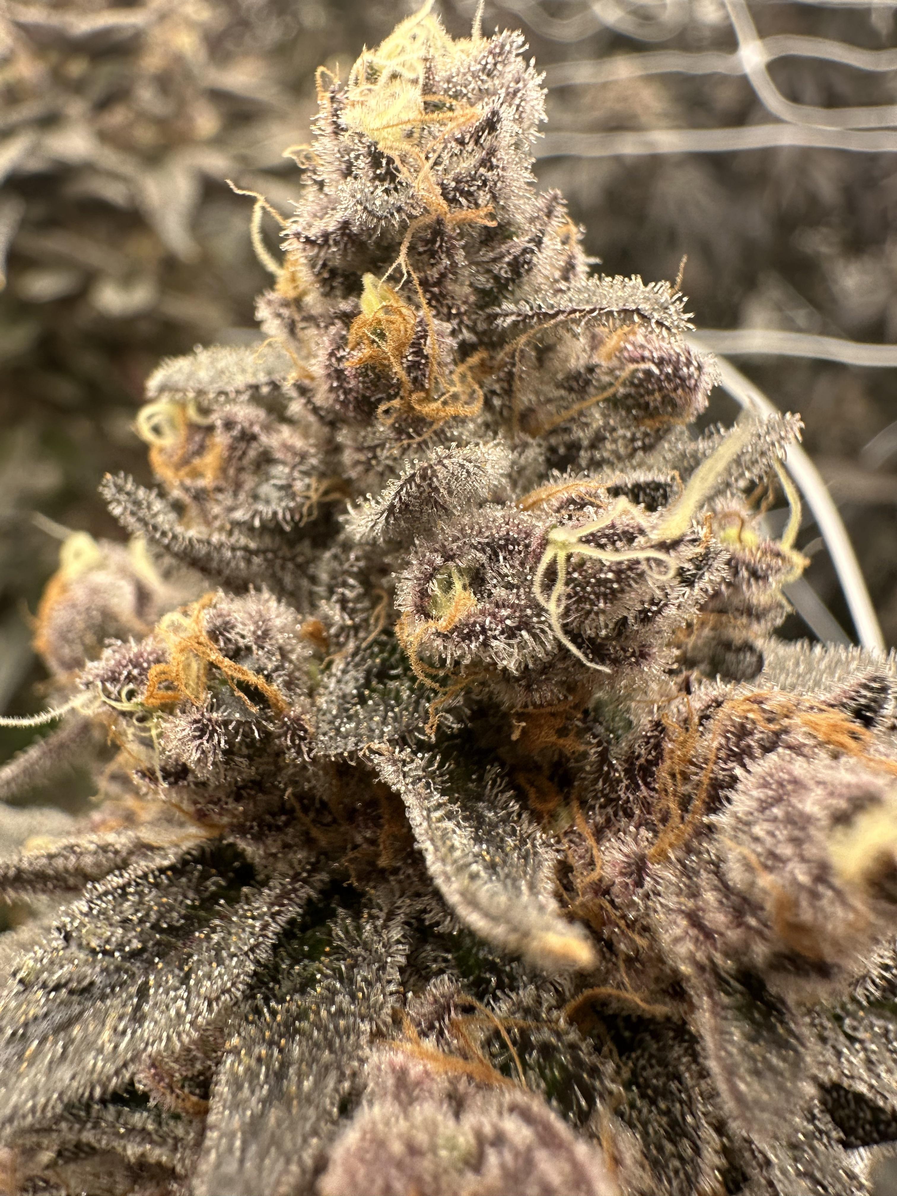 SuperBoof day 46 | Scrolller