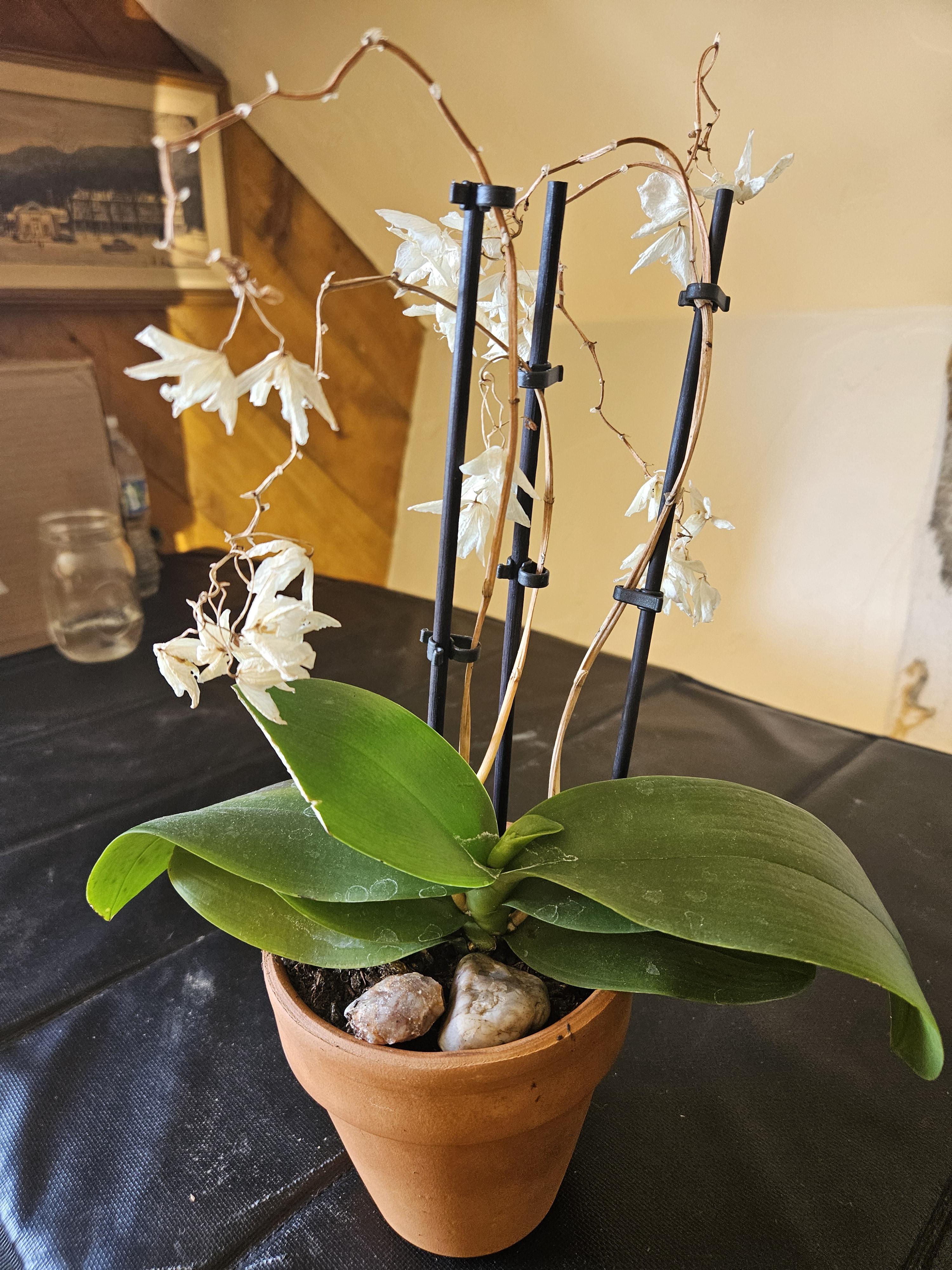 Care tips? | Scrolller