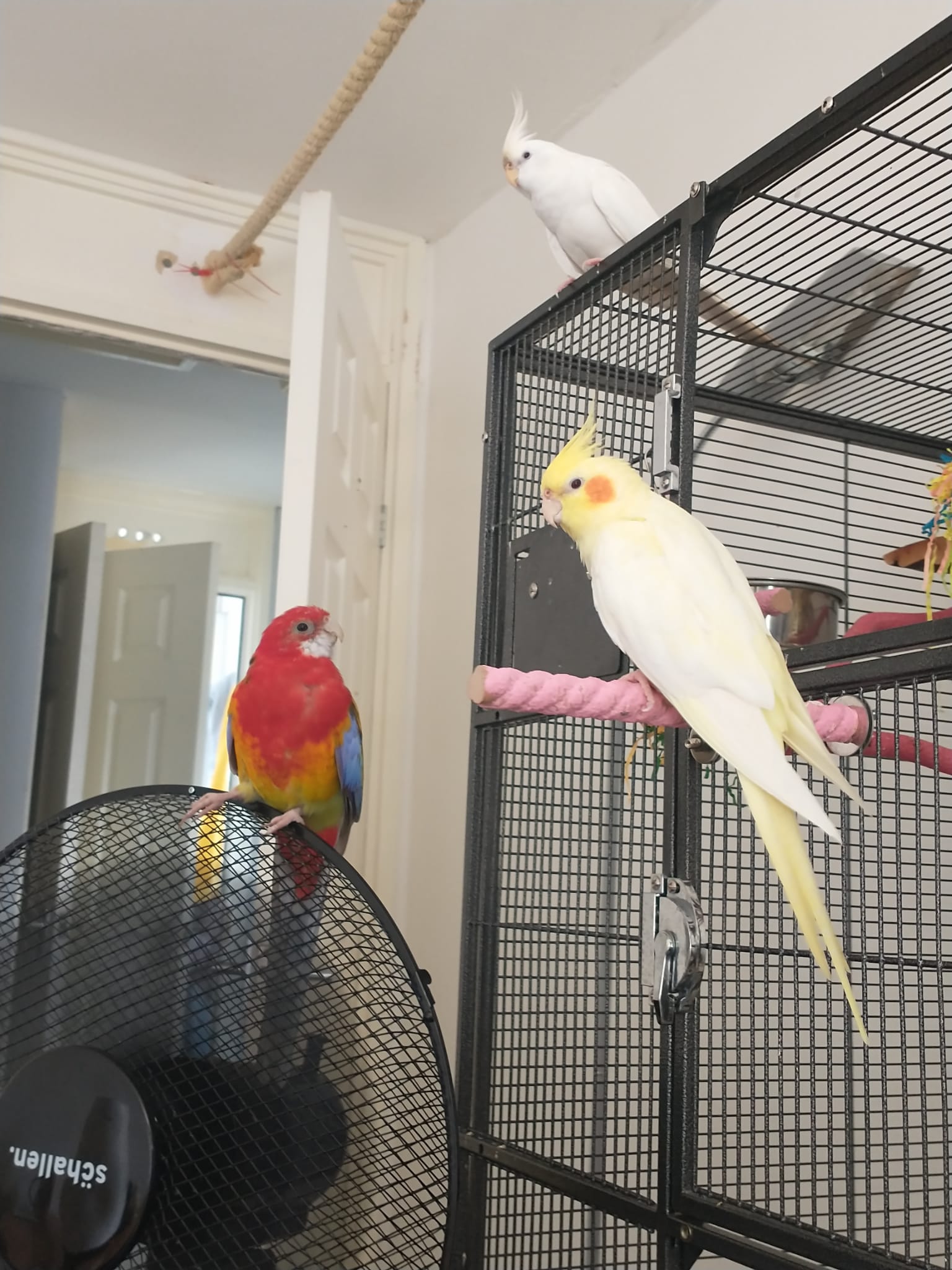 Meet my gang. Lilly (white), Maia (yellow), Pepper (rainbow). | Scrolller