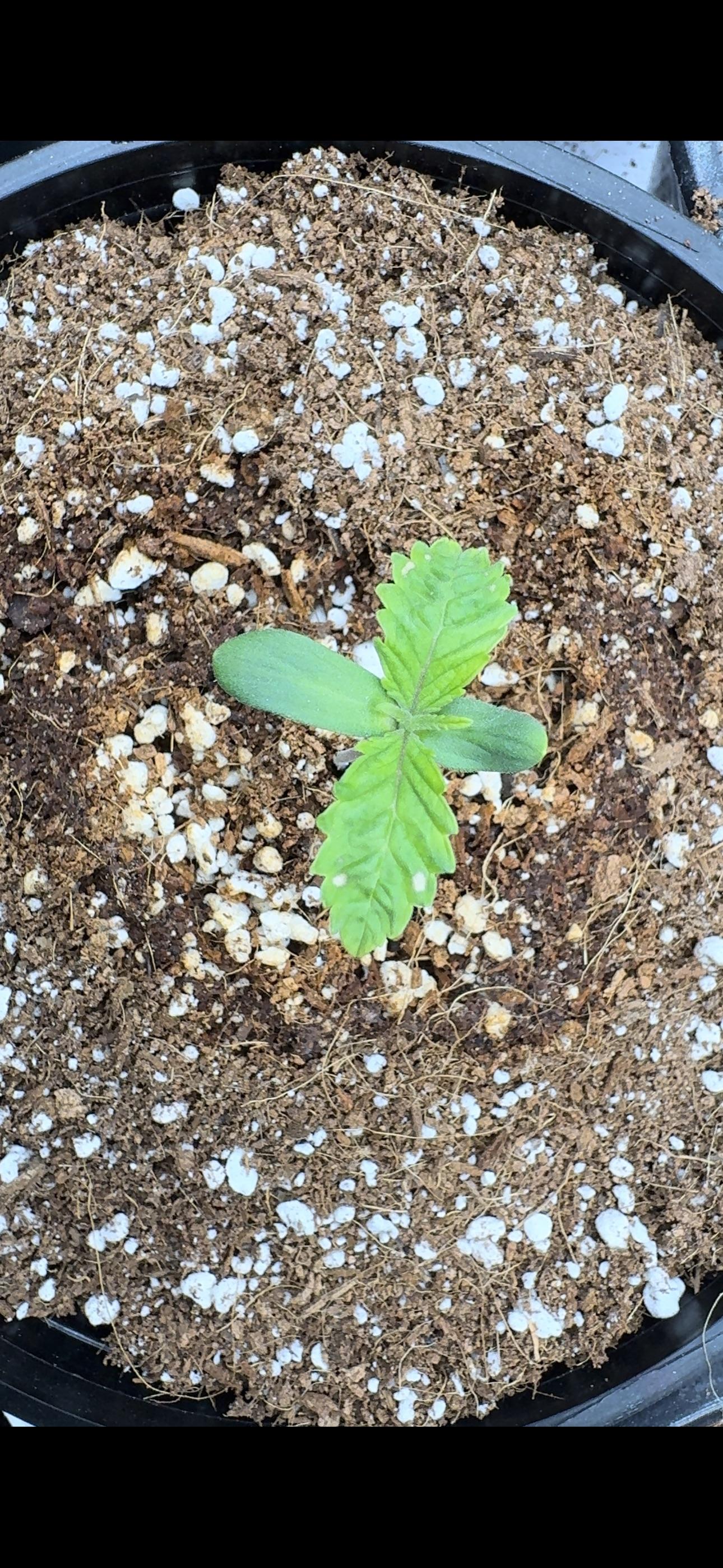 White spots on seedlings | Scrolller