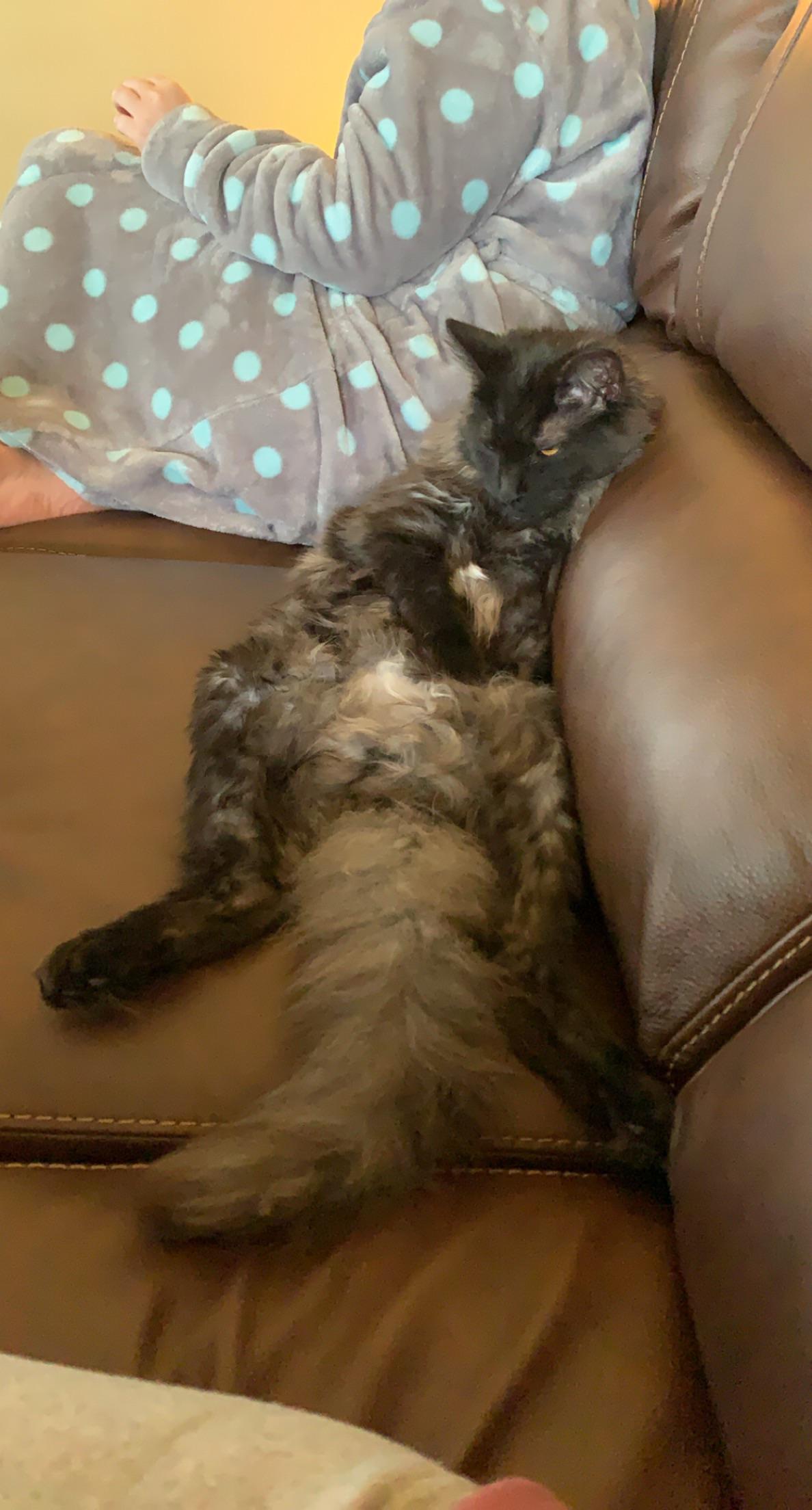 He’s fine, he just sits weird (OC) | Scrolller