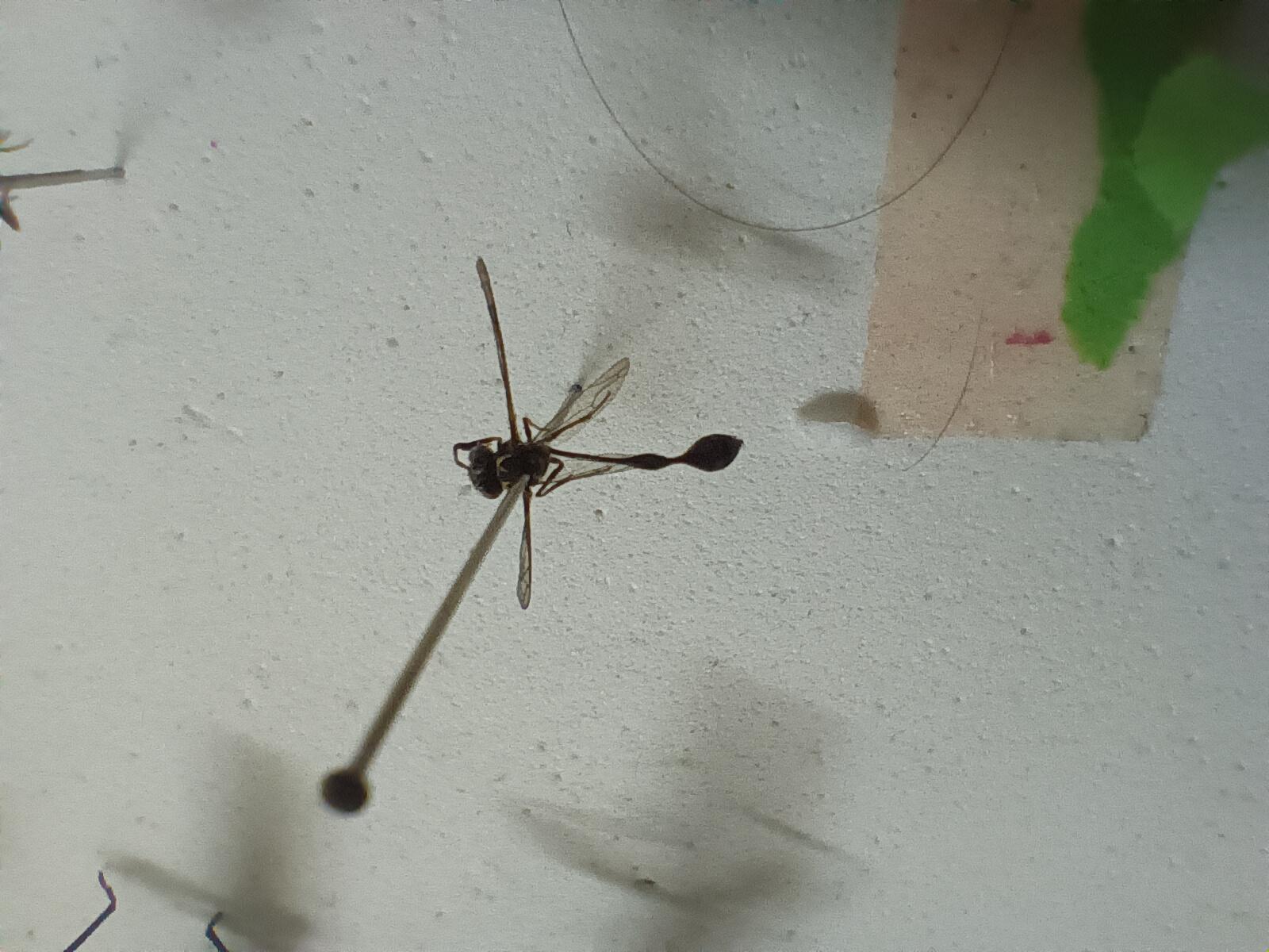 Identification | Scrolller