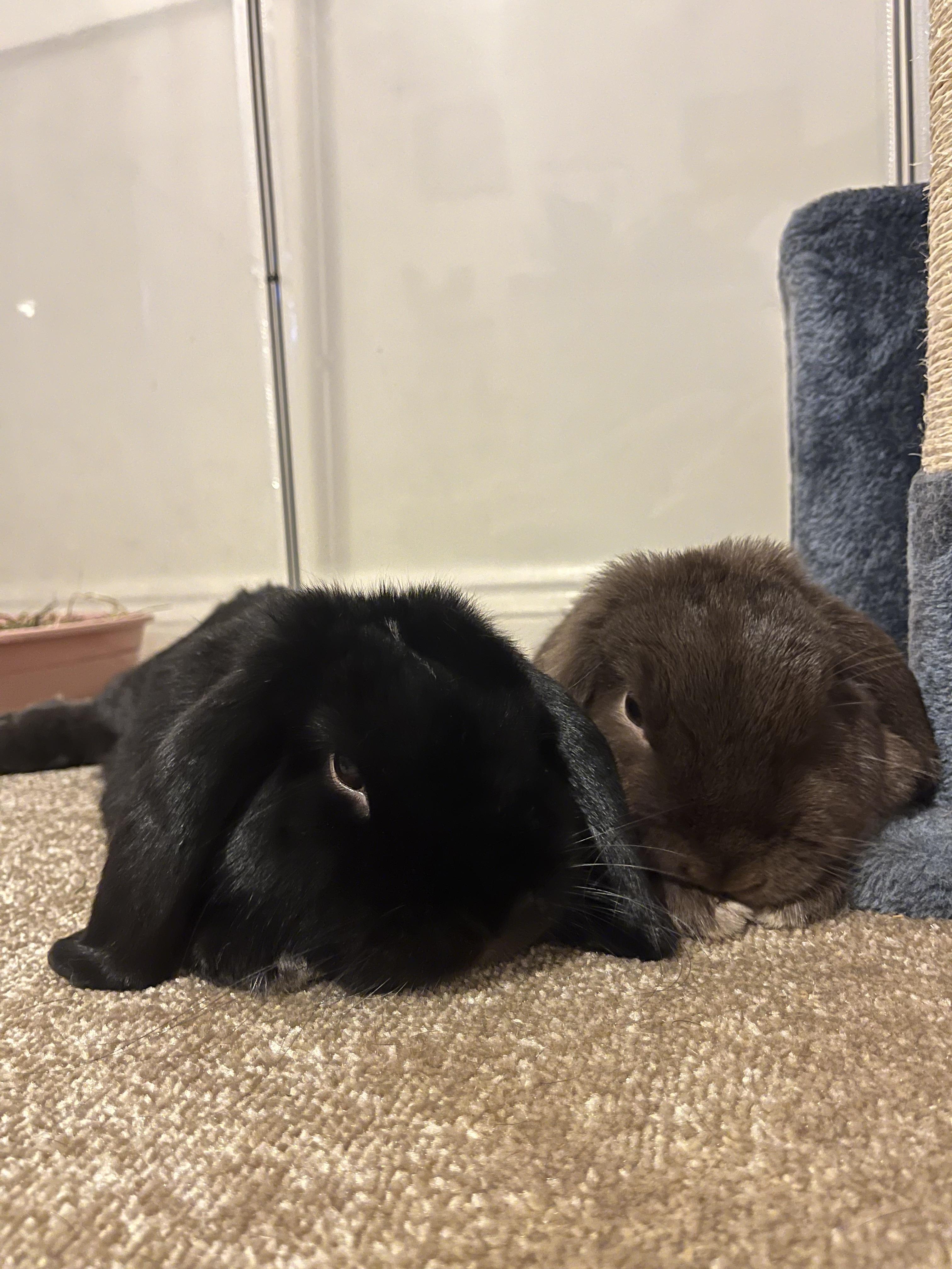 Grooming Tips? | Scrolller