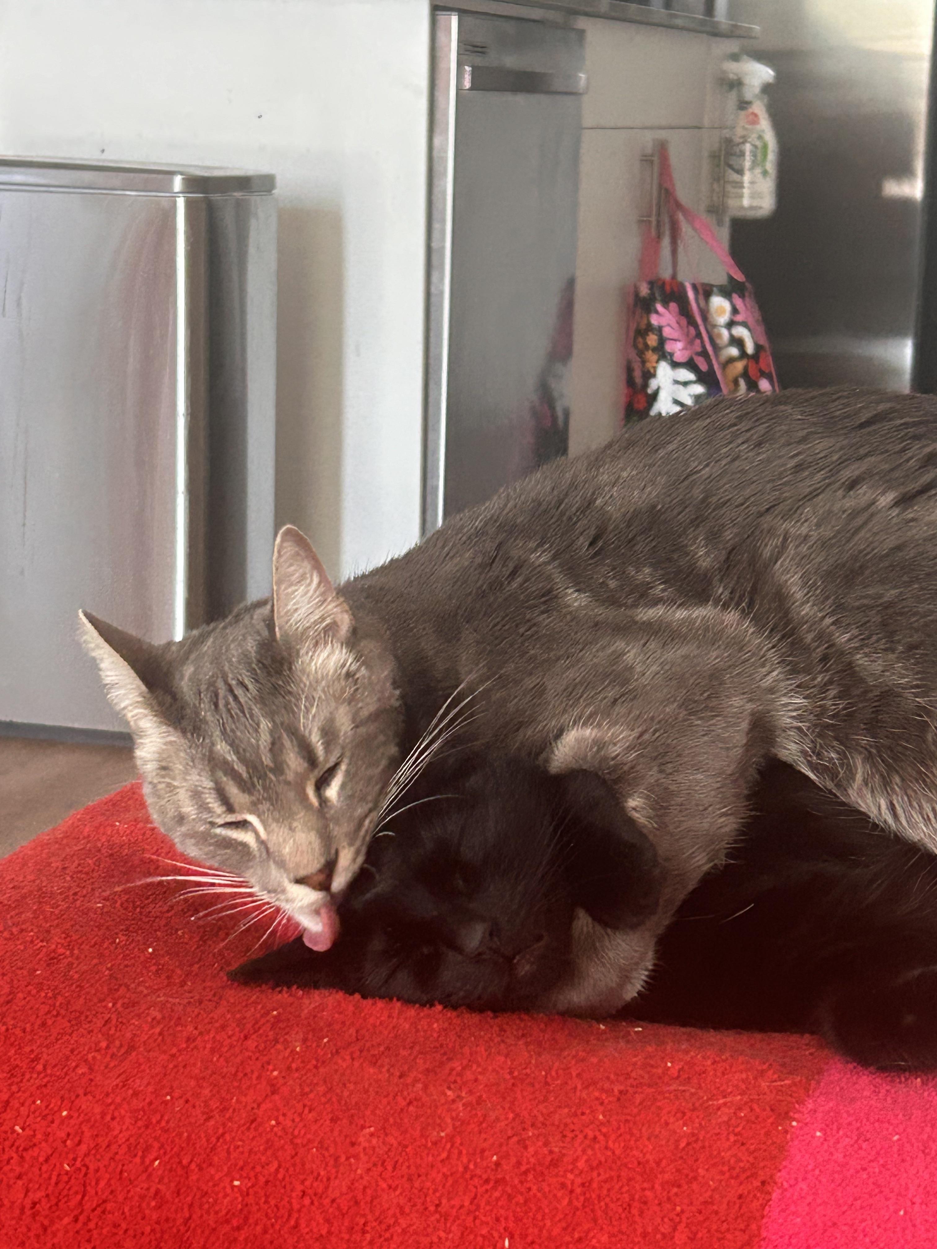 Siblings loving one another | Scrolller