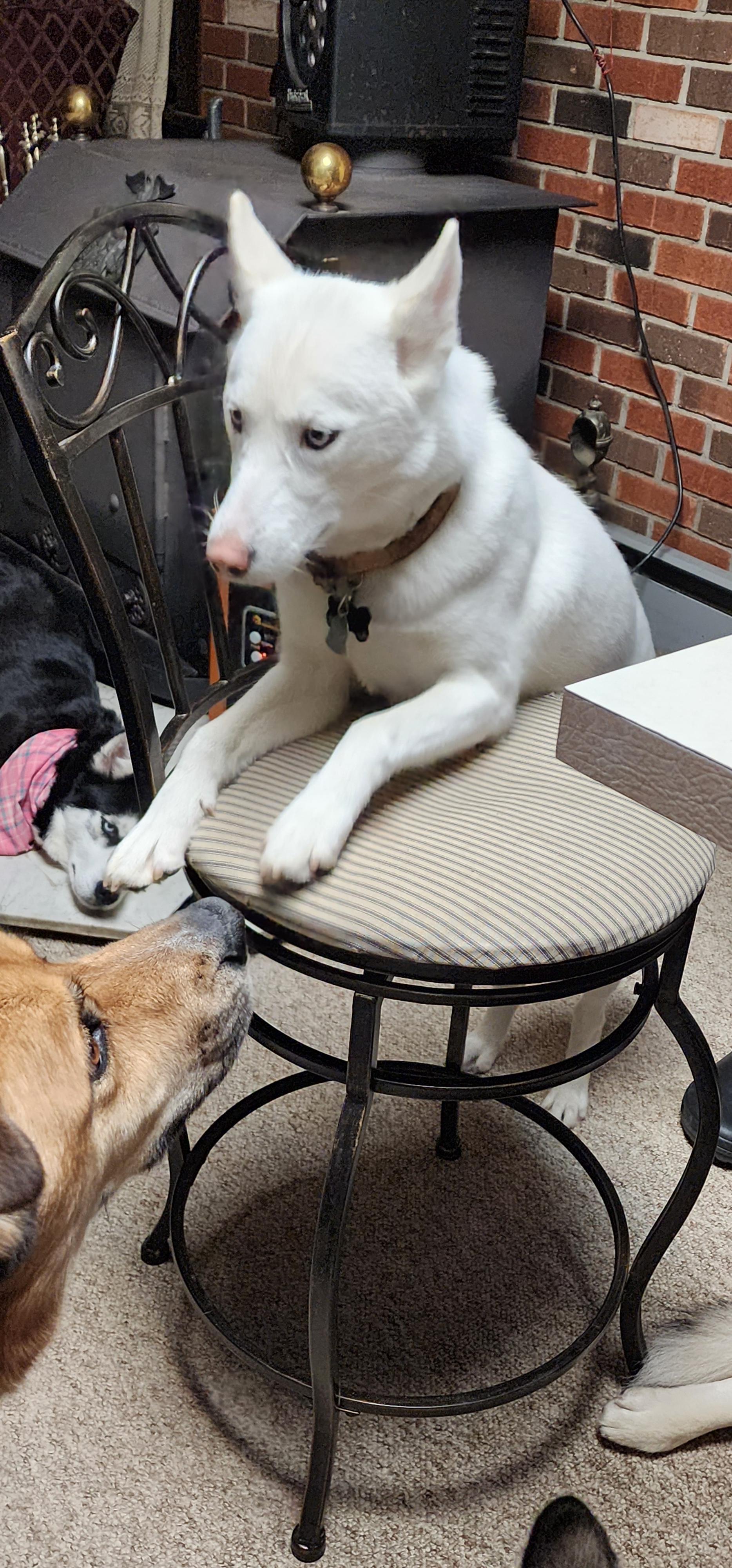 Enjoy this compilation of Tsuki layingish on chairs 🤣🤣 | Scrolller