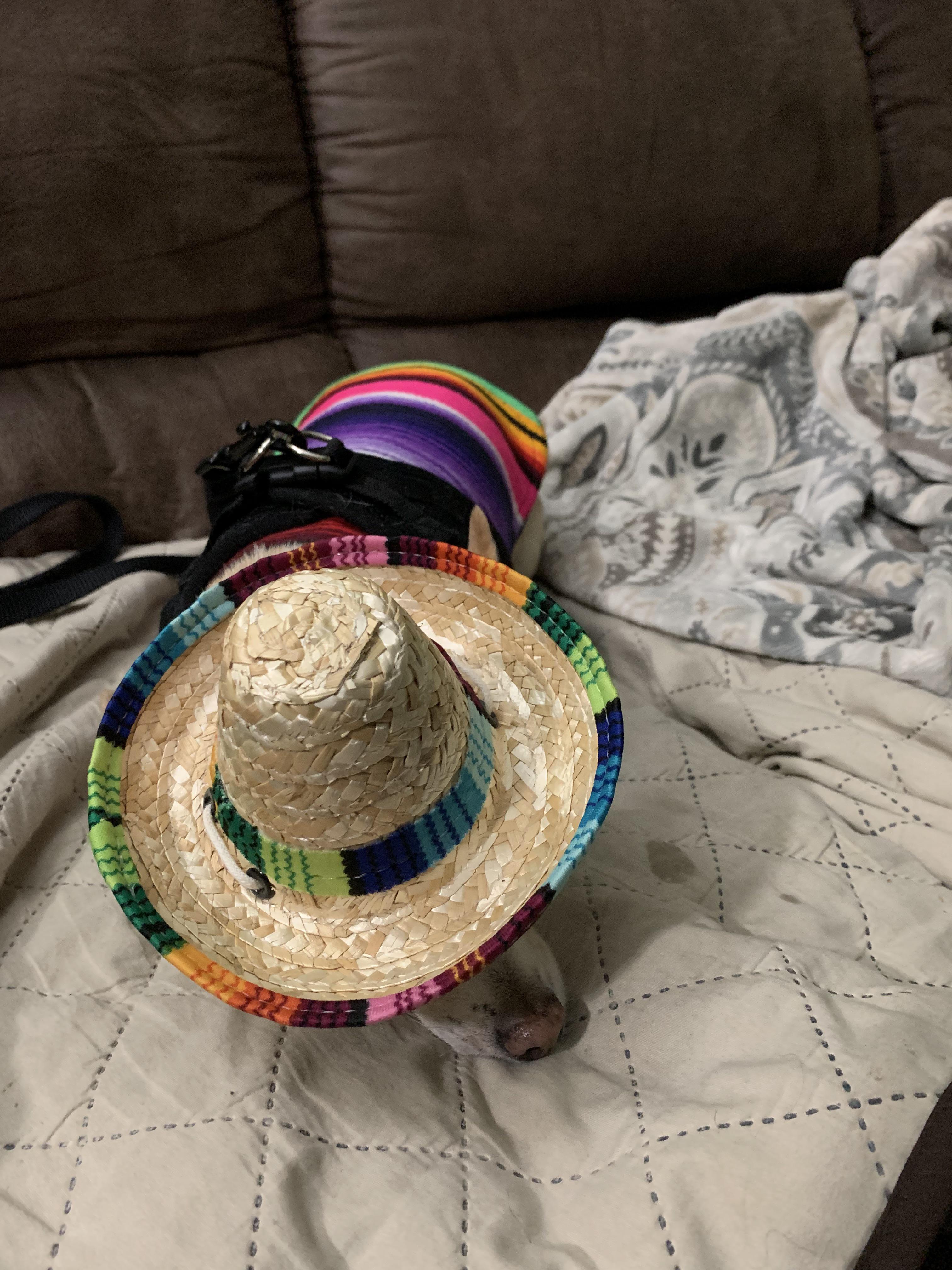 Happy Cinco de Mayo!! | Scrolller