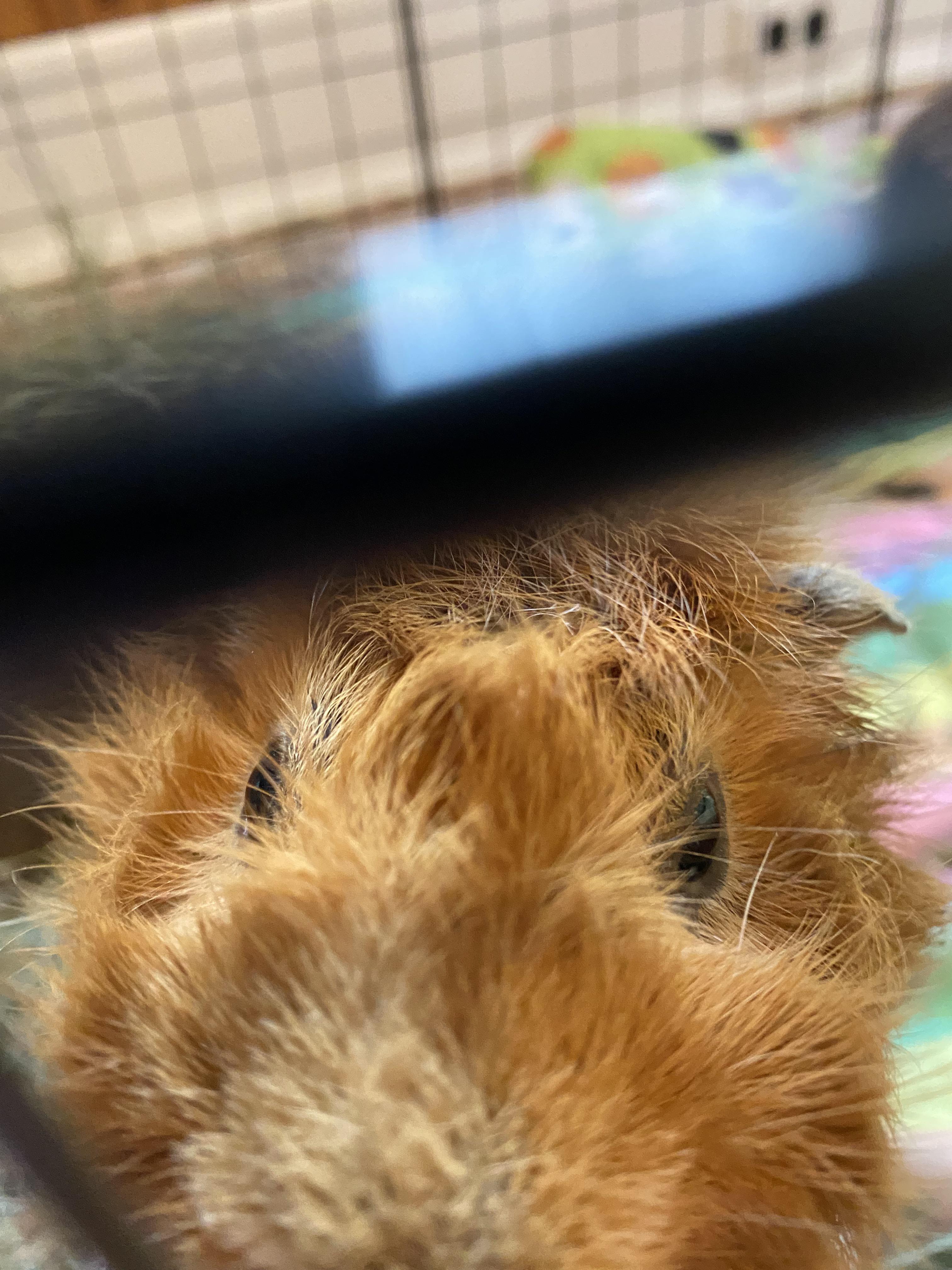 Meatball and Coco-my 2 distinguished gentlemen | Scrolller