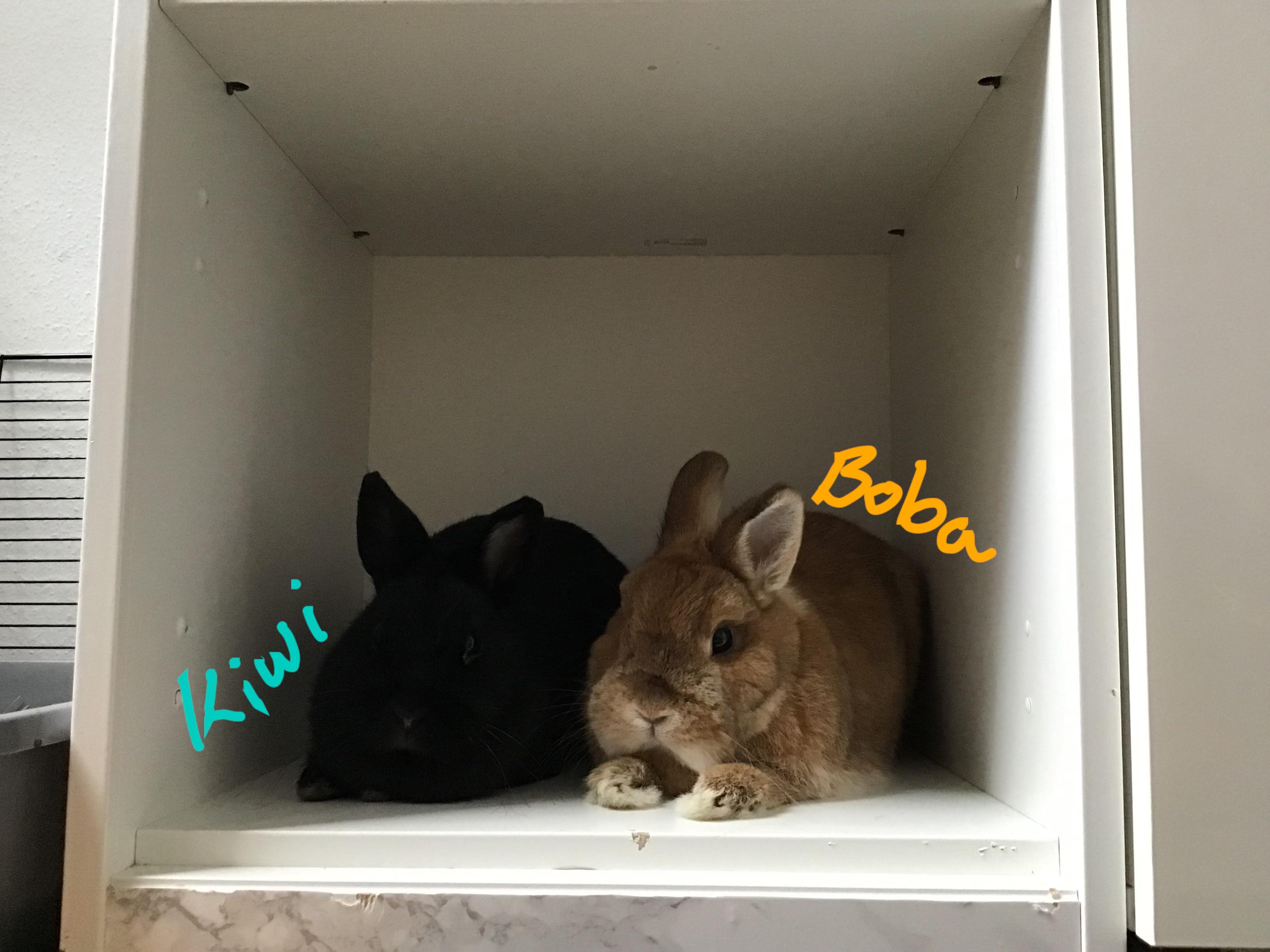 Bunny behaviors | Scrolller