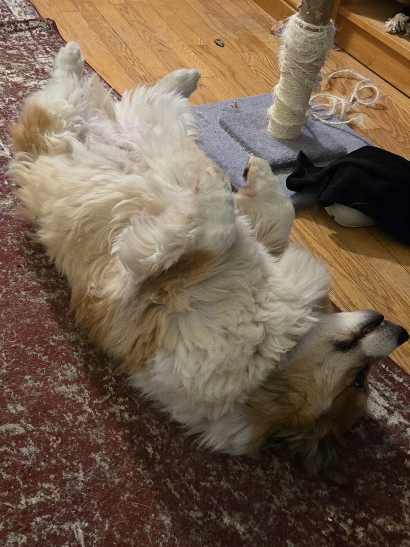 Dewi requests belly rubs | Scrolller