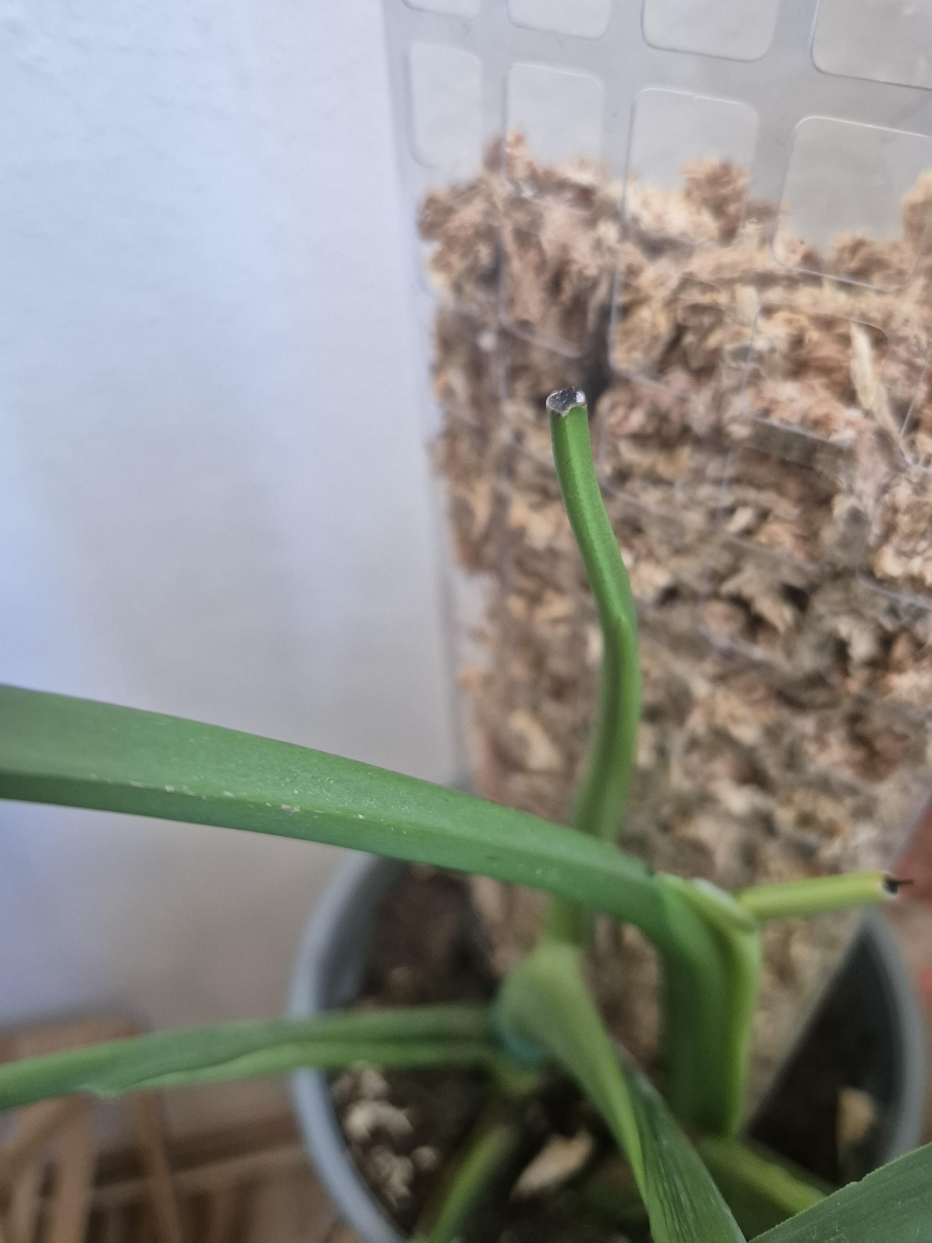 Why is this Happening so often | Scrolller