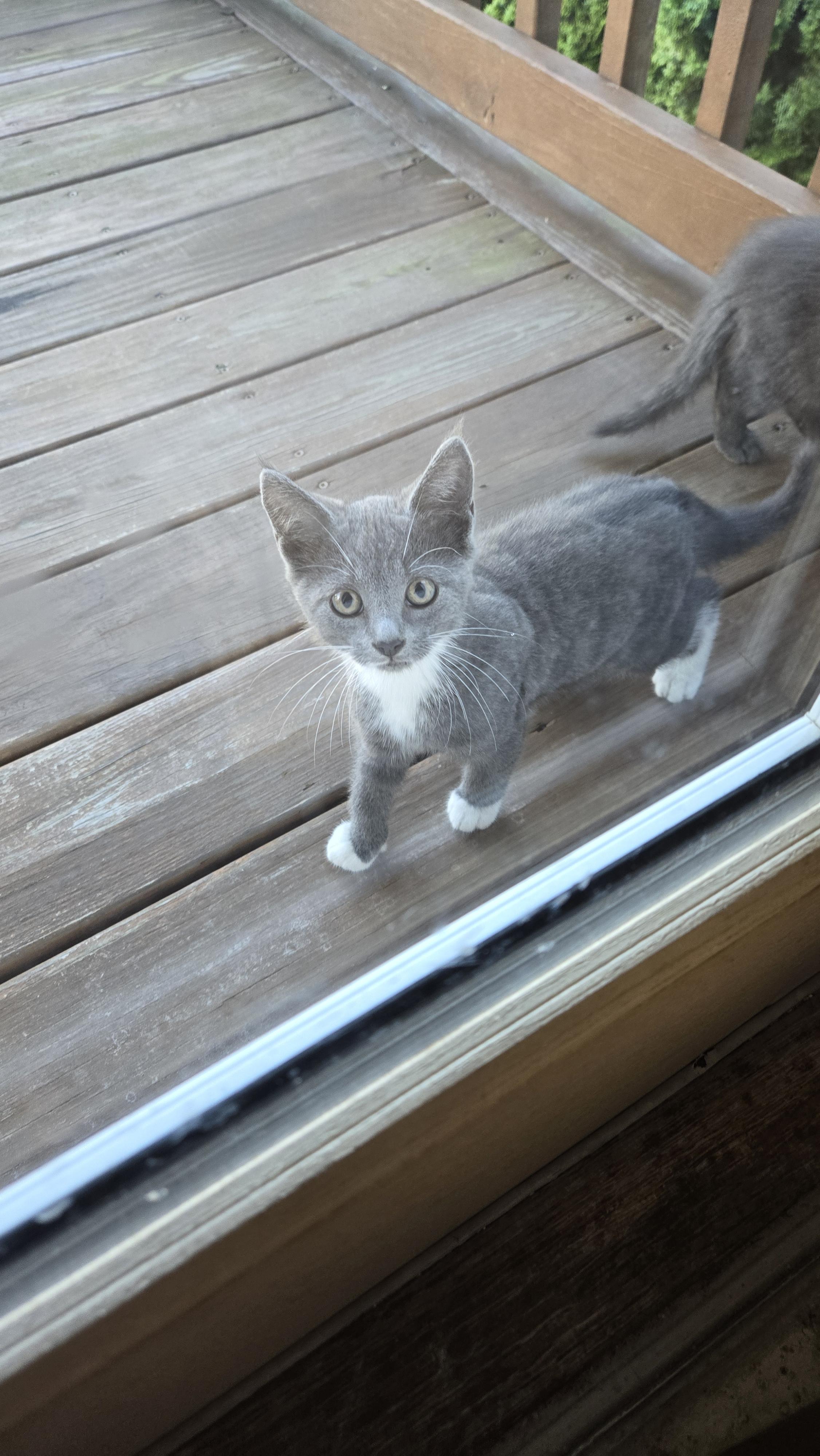 The Cat Distribution System is trying real hard these last few weeks. These guys are too cute ...