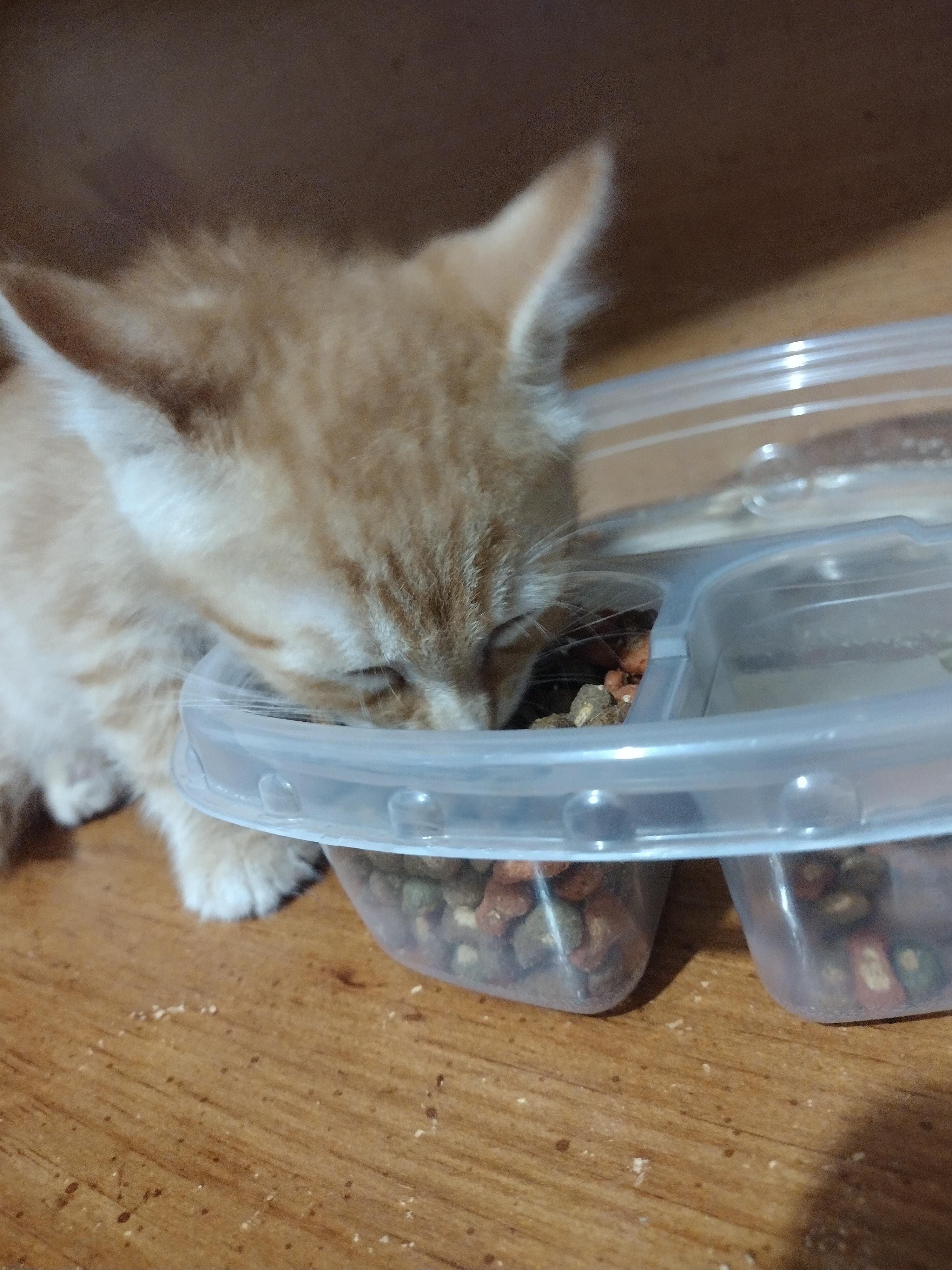 Smol cat noms | Scrolller