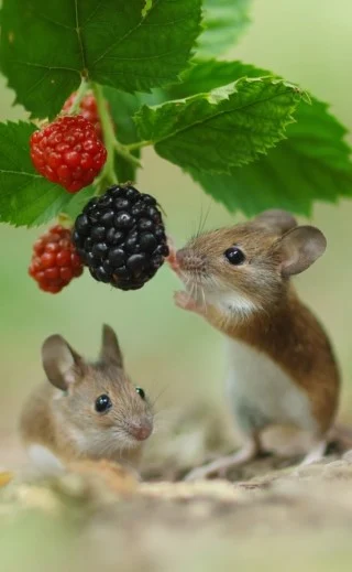 Let's get some of these berries | Scrolller