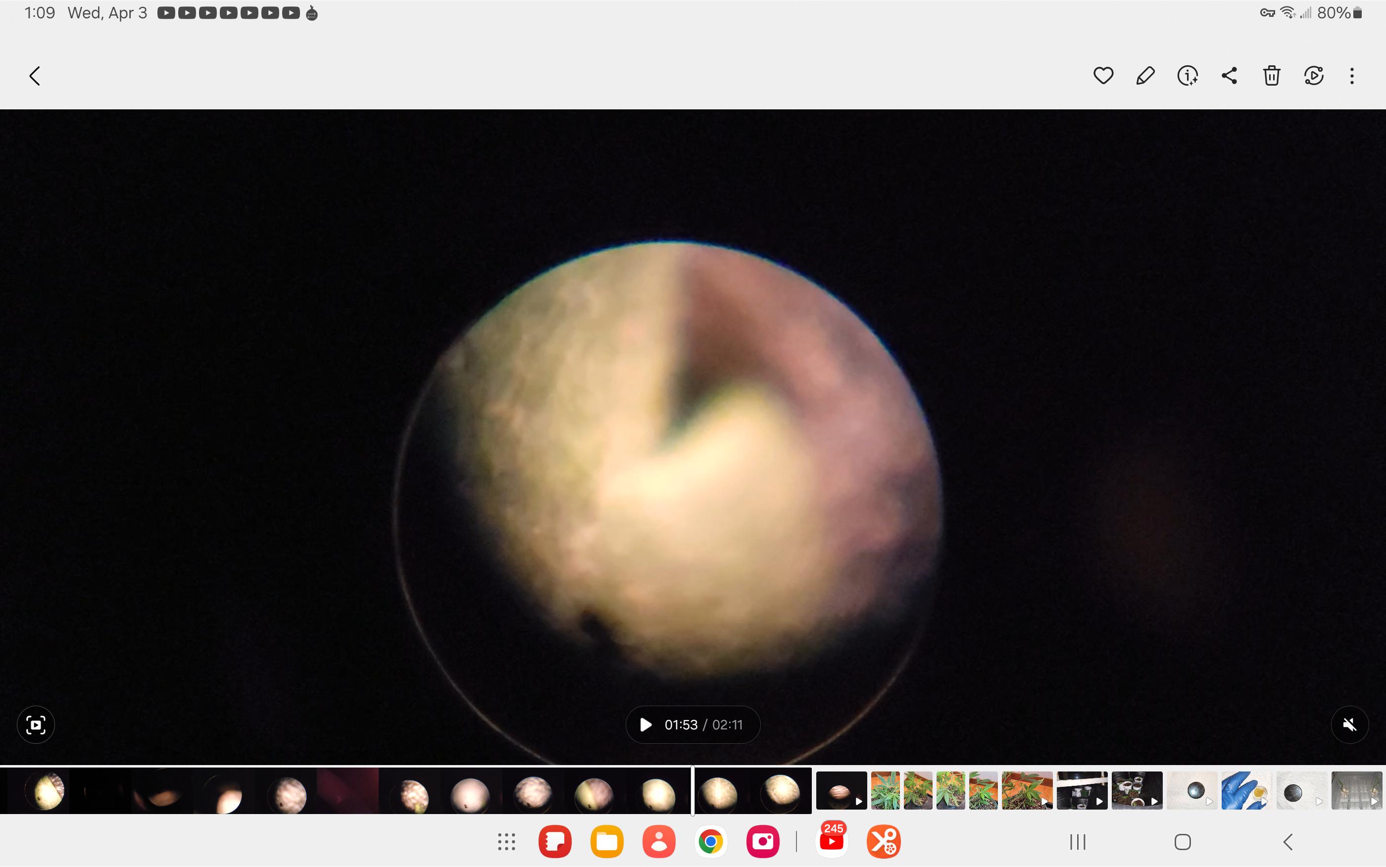 BUG INFESTATION! What bug? how to fix? I been posting thinking it was PH or calcium!! Need scope ...