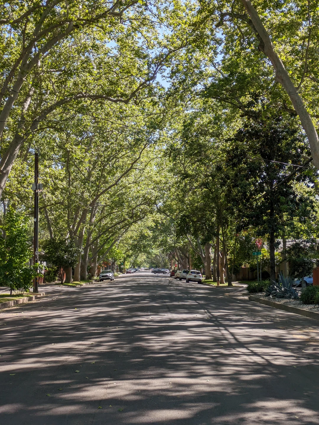 Midtown Sacramento | Scrolller