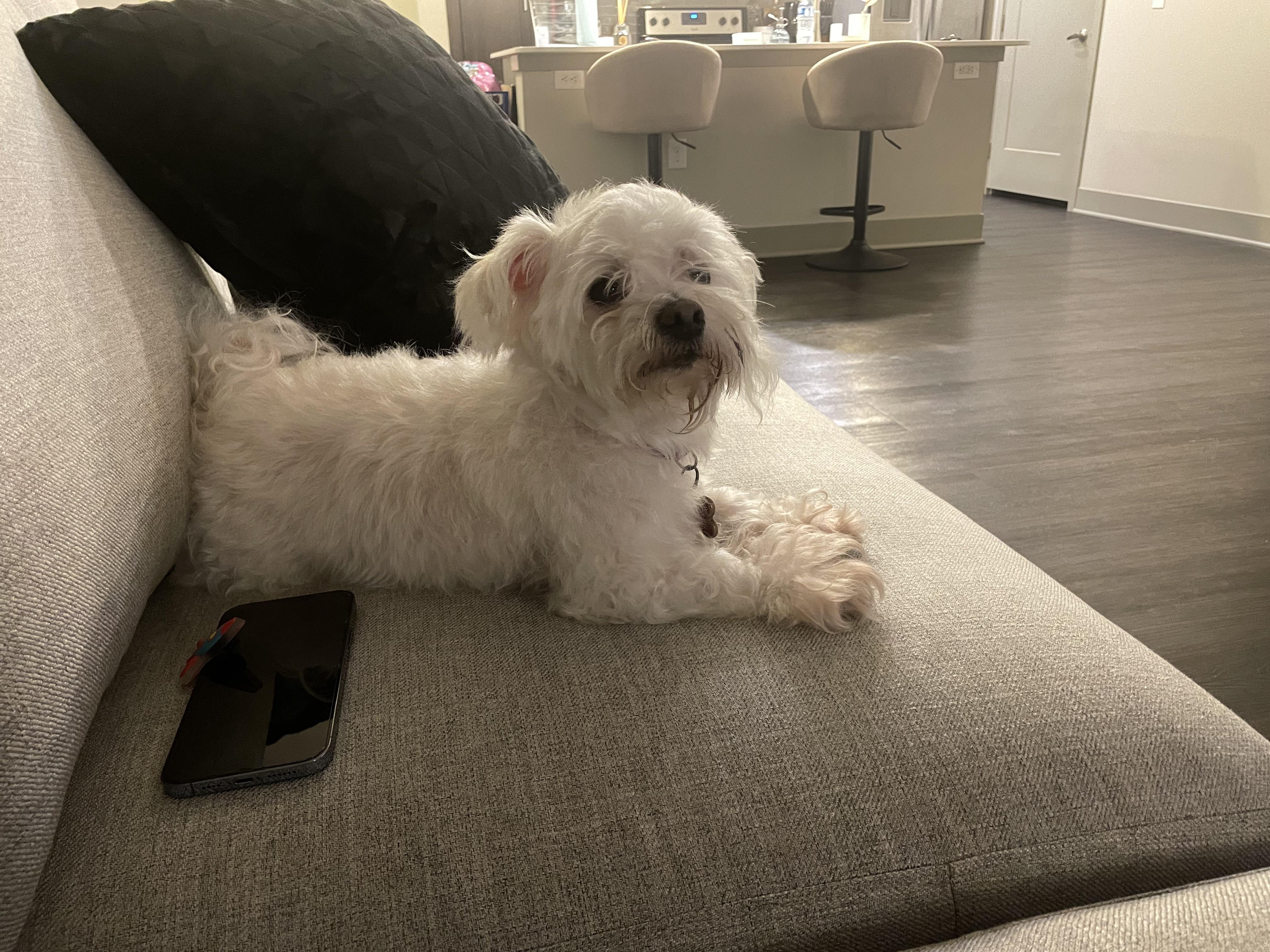 My scruffy pup Charlie | Scrolller