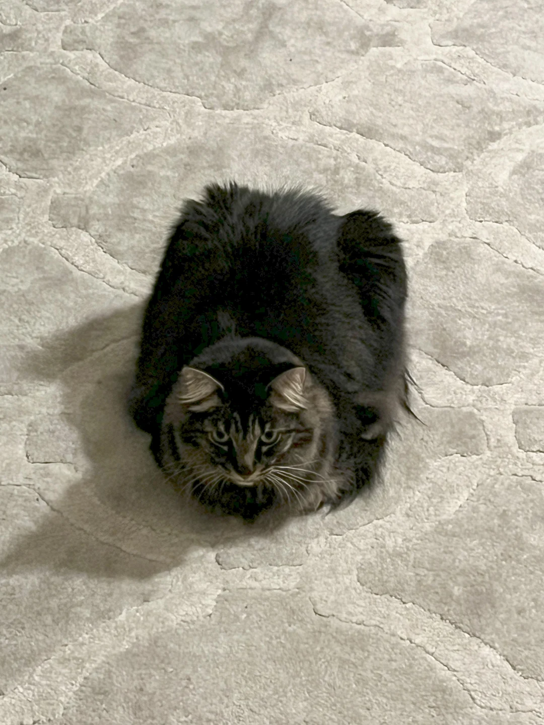 Discover more like Catloaf: My loaf has reached its final form: MEGALOAF and Related Content ...