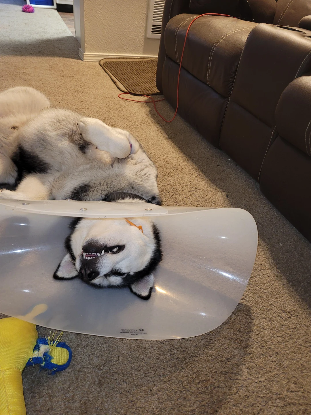 The dreaded cone of shame claims another victim. | Scrolller