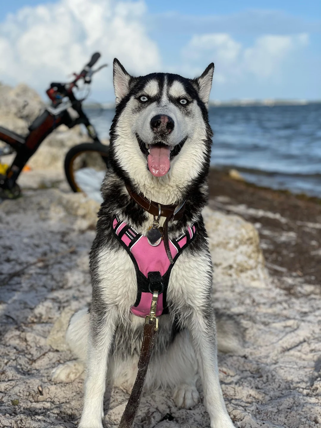 Husky aggressive | Scrolller