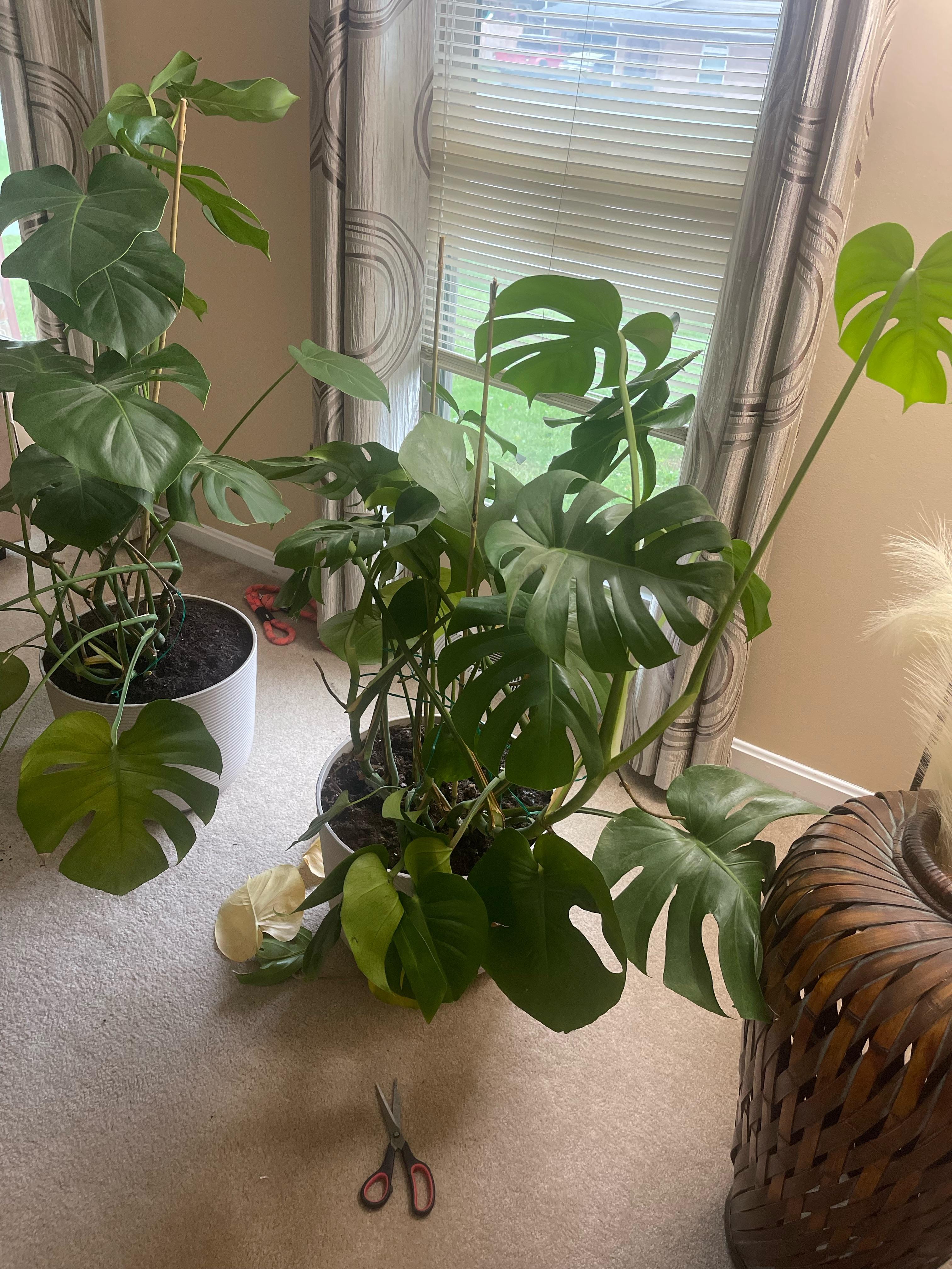 Monstera drooping and yellow | Scrolller