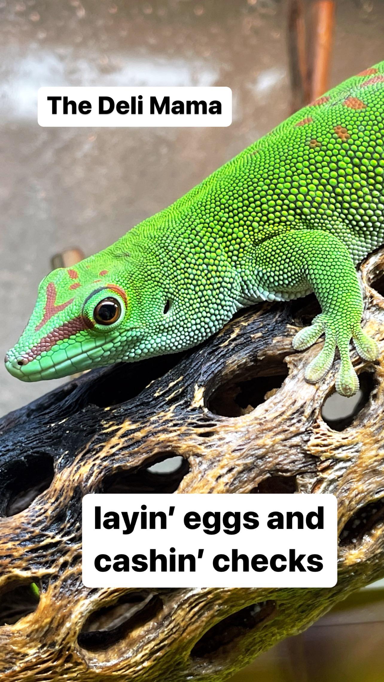 Introducing… | Scrolller