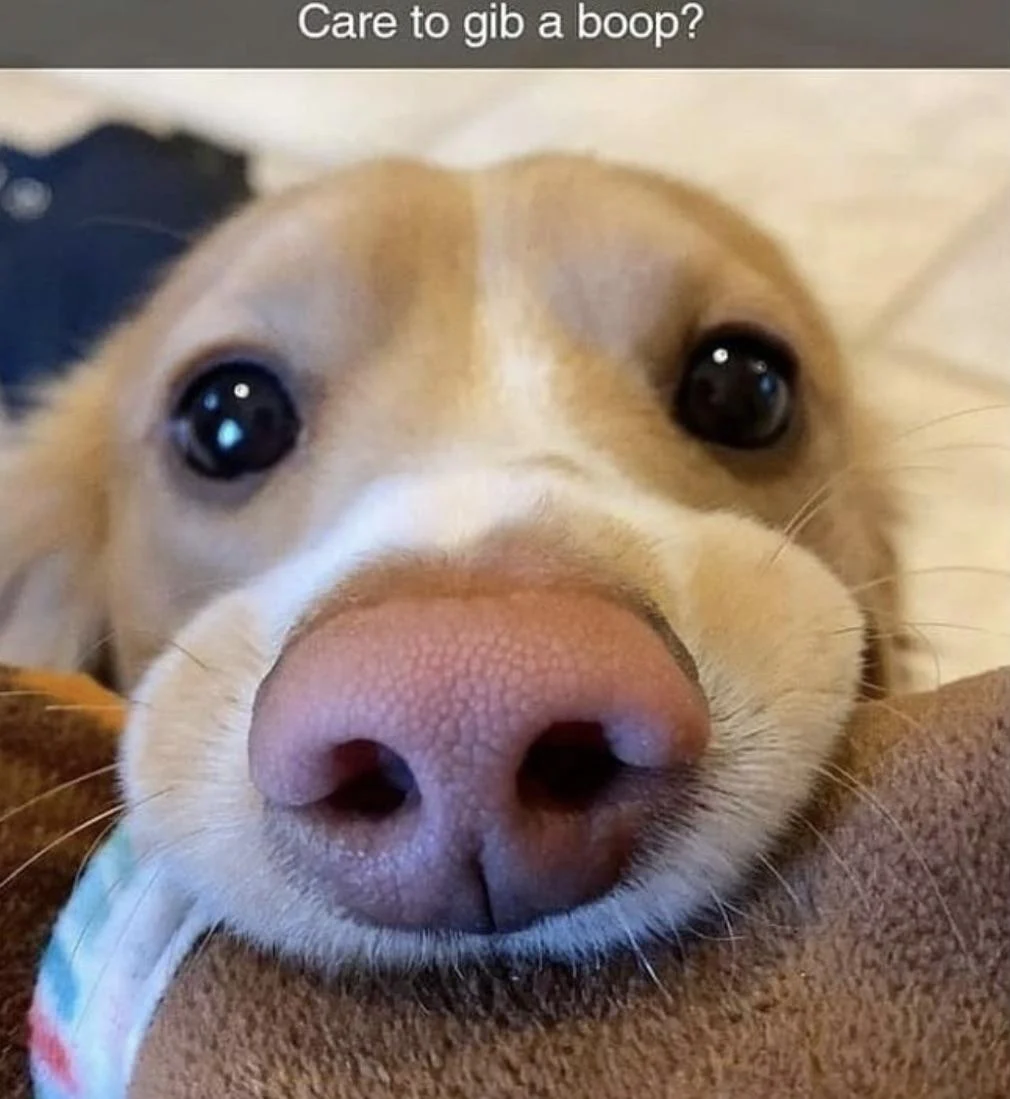 Waiting for a Boop | Scrolller