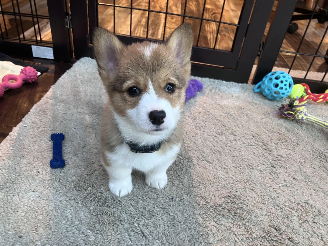 My mother in law’s tiny Corgi pup 🥹 He looks like a potato and his name is Milo | Scrolller