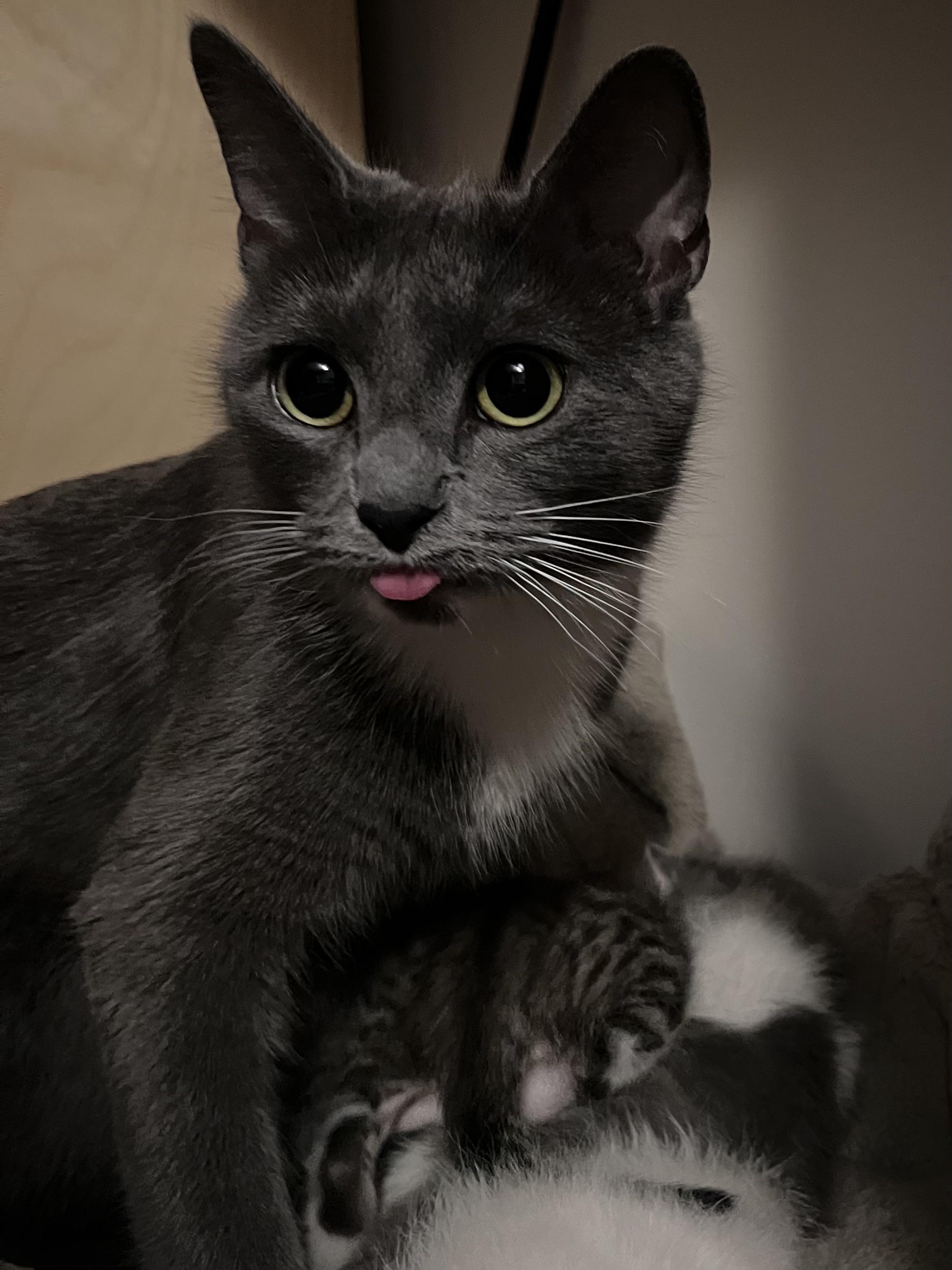 Alert Mom Blep | Scrolller