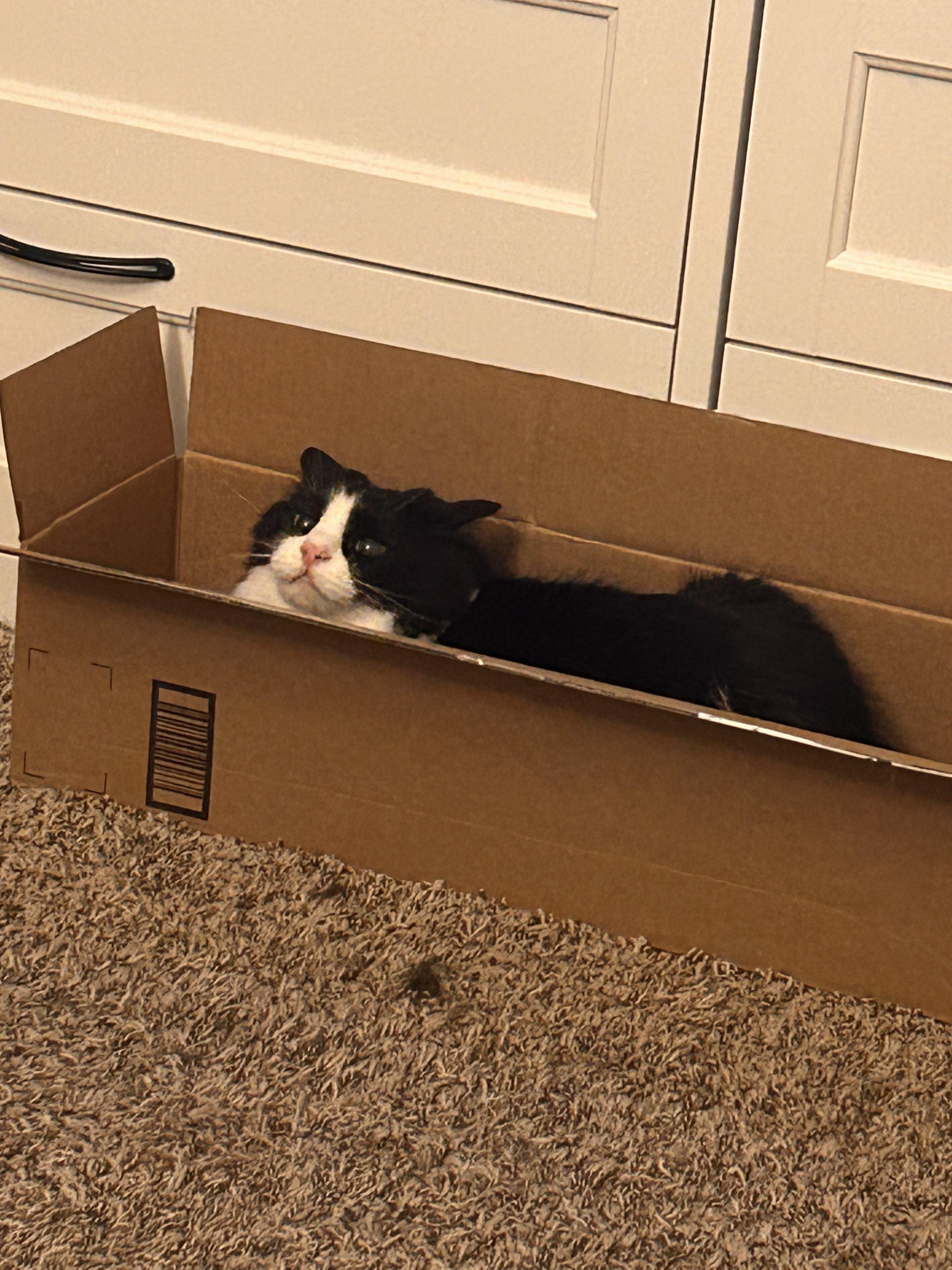 Box Beast | Scrolller